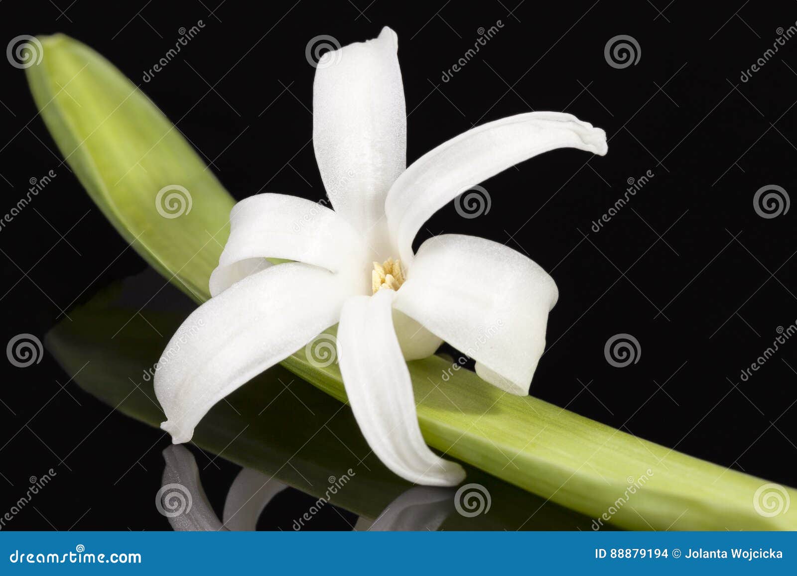 Single Spring Flower White Hyacinth Isolated Black Background Stock ...