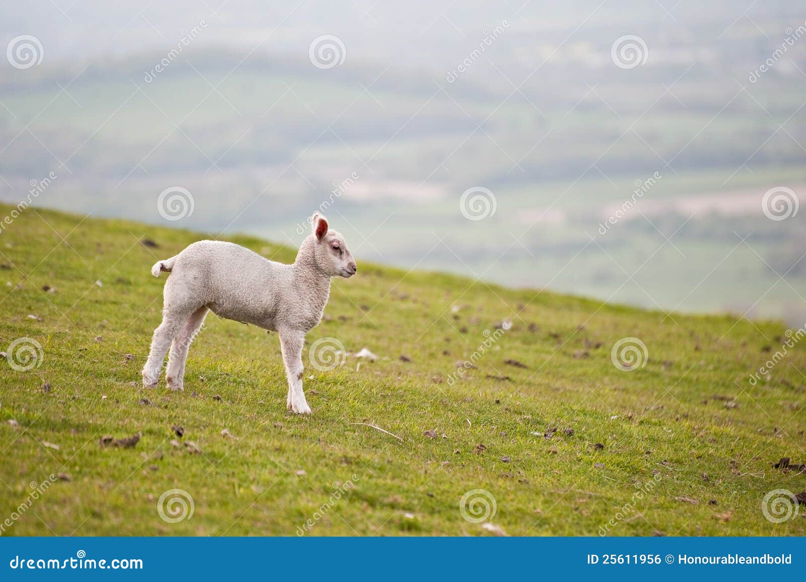Single Spring Lamb in Field Stock Photo - Image of wool, fields: 25611956