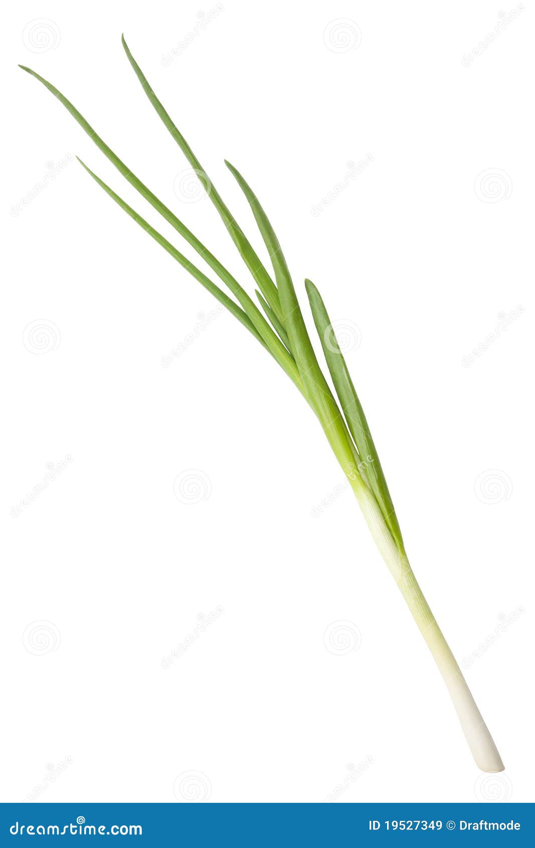 Single spring onion stock image. Image of dinner, isolated - 19527349