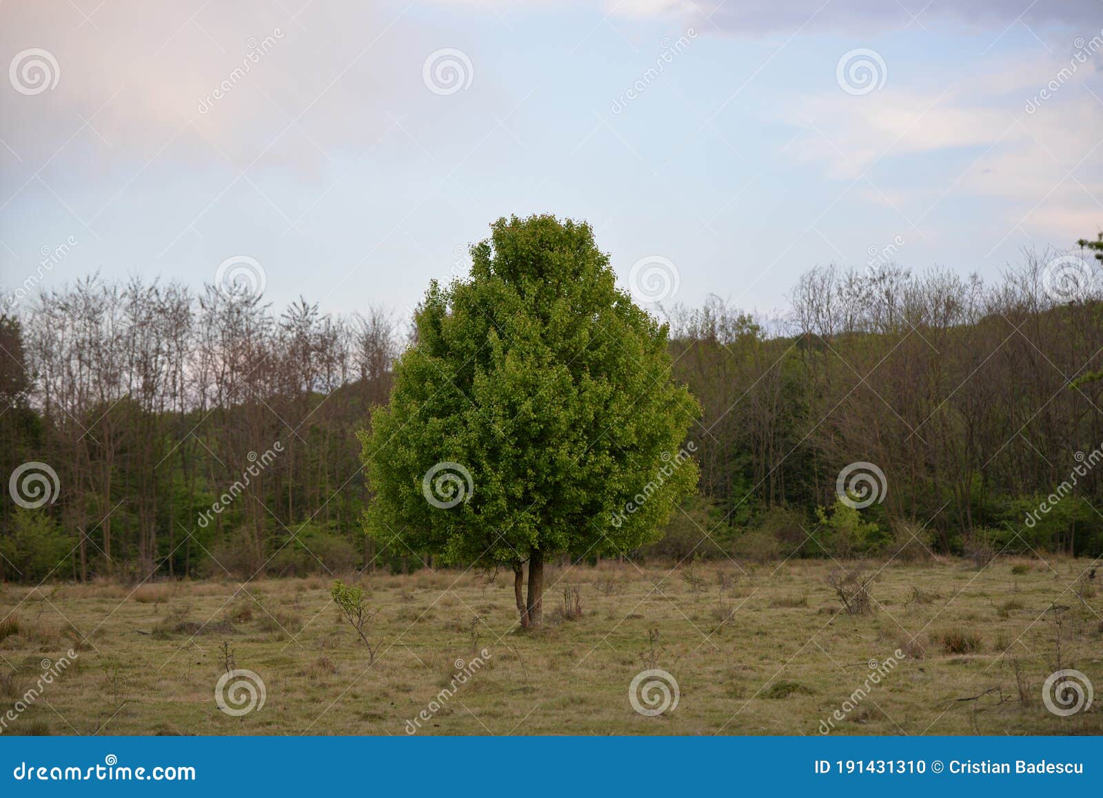 A Single Spring Tree in the Glade Stock Photo - Image of field ...