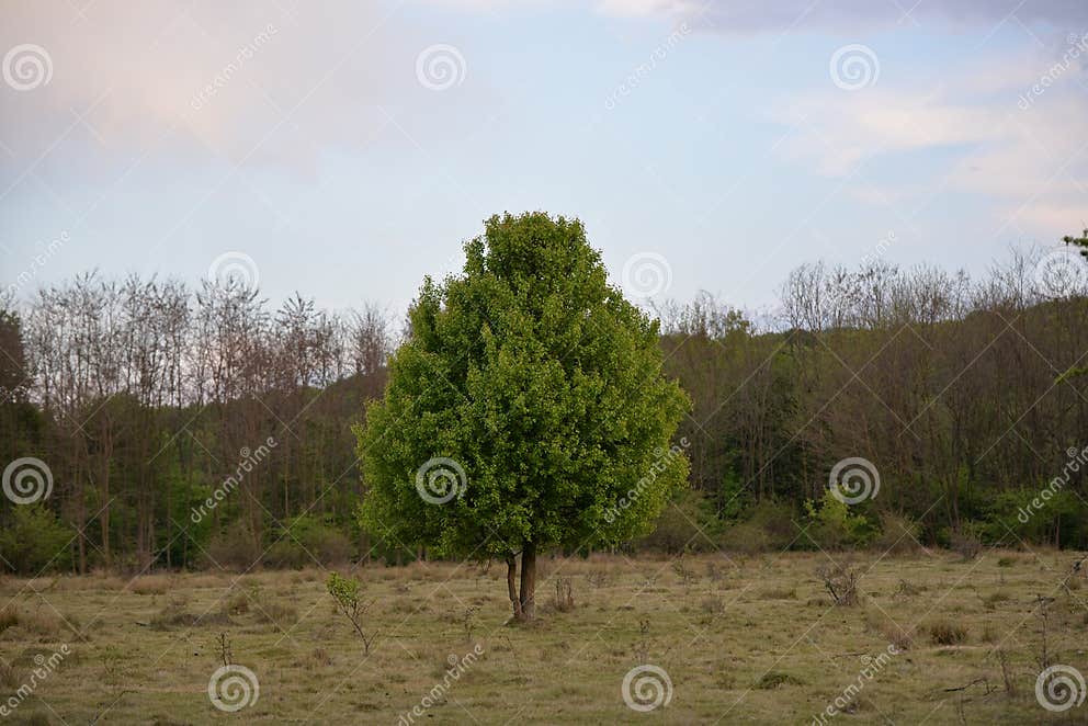A Single Spring Tree in the Glade Stock Photo - Image of field ...