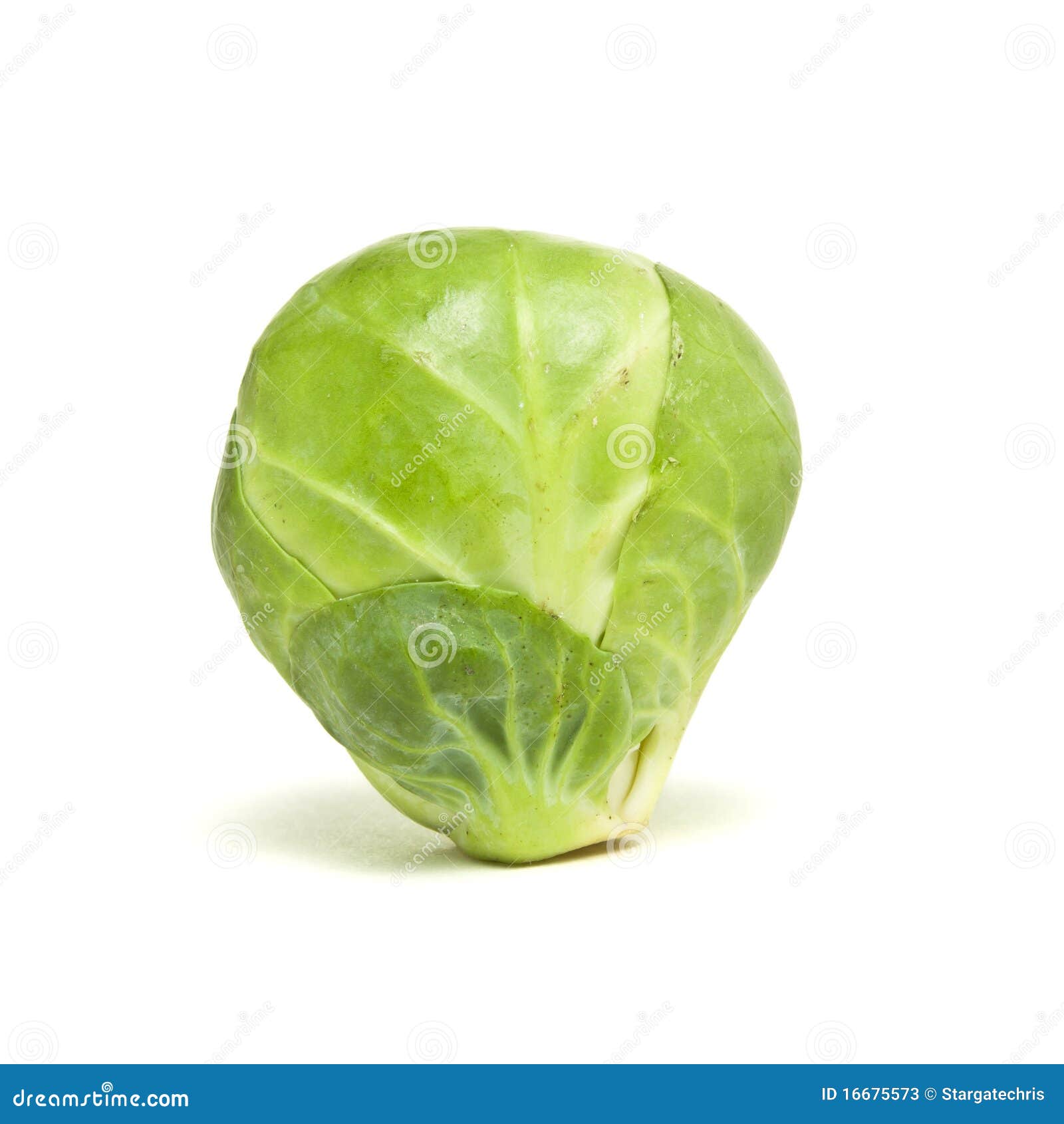Single Sprout stock image. Image of small, cabbage, nature - 16675573