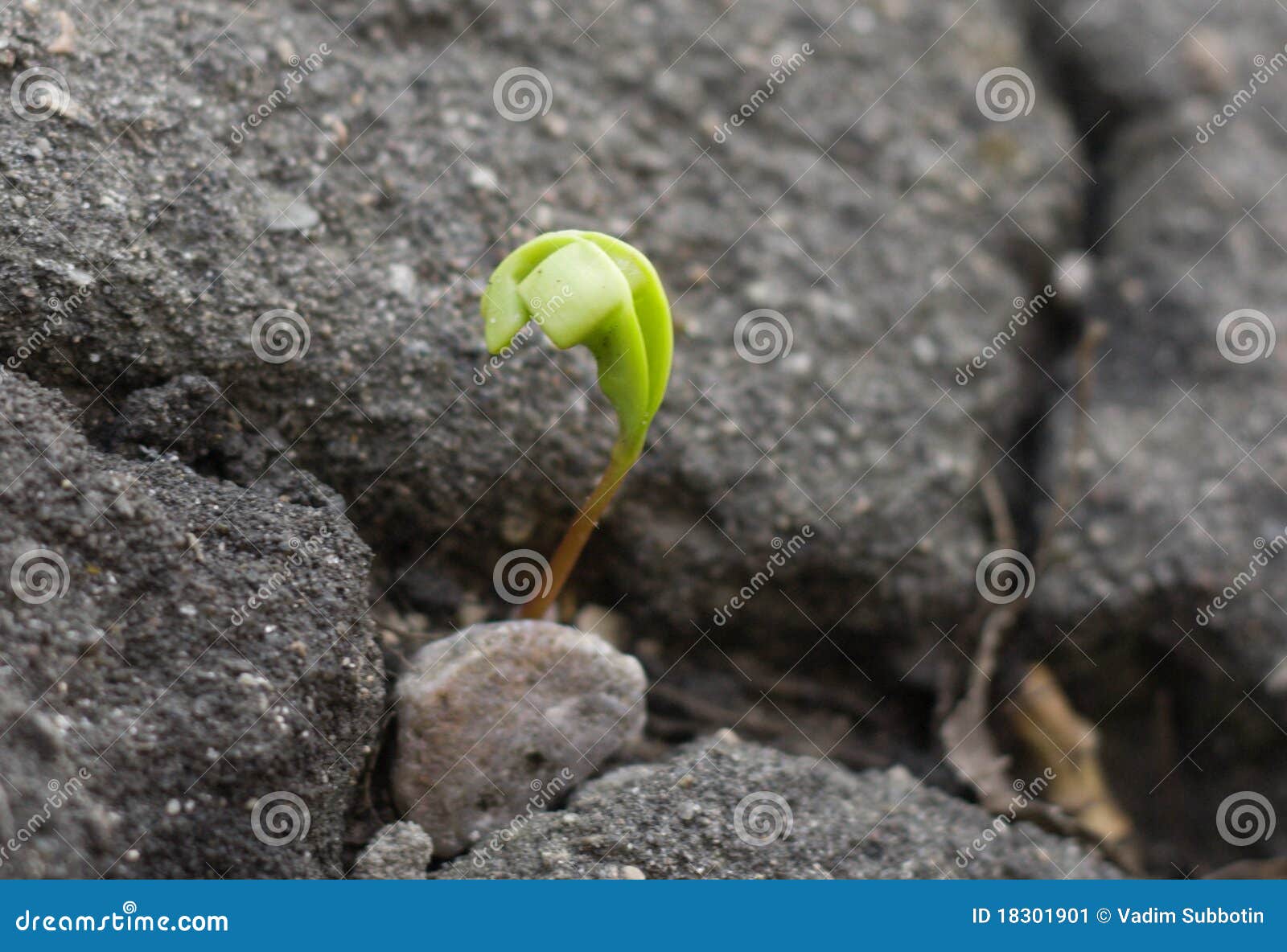 Single sprout stock image. Image of ground, nature, road - 18301901