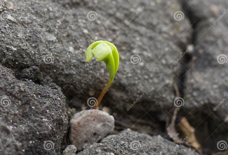Single sprout stock image. Image of ground, nature, road - 18301901