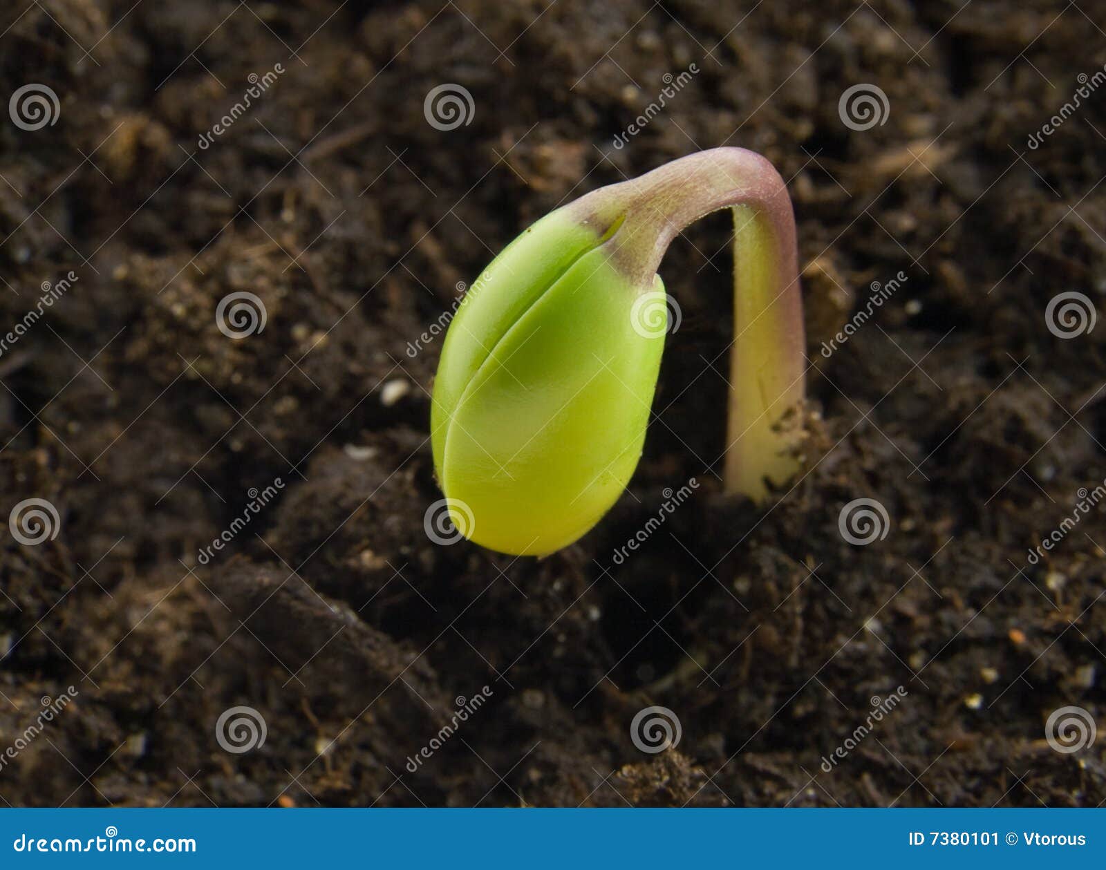 Single sprout stock image. Image of agriculture, healthy - 7380101