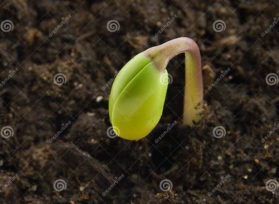 Single sprout stock image. Image of agriculture, healthy - 7380101