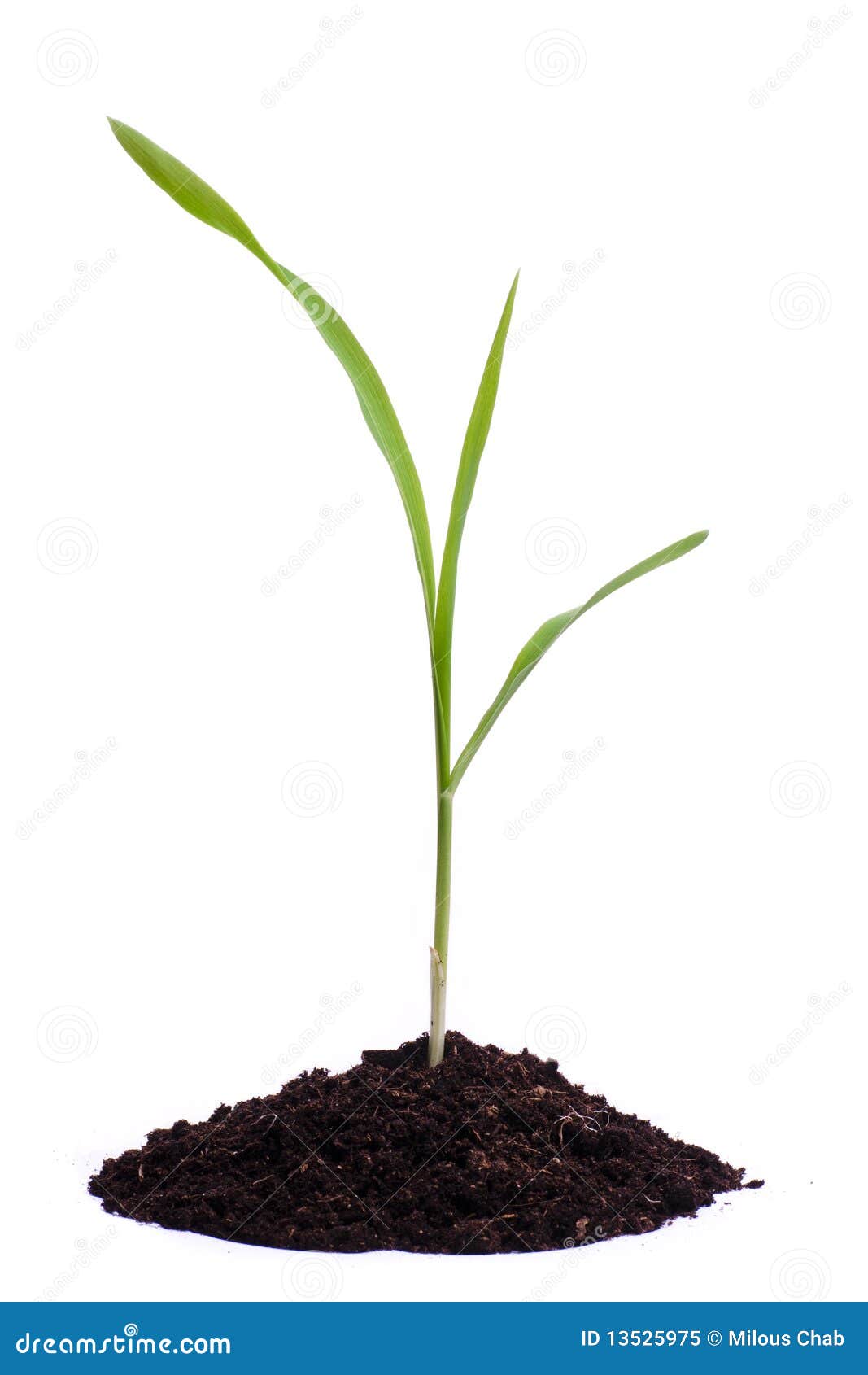 Single sprout of corn stock image. Image of green, stalk - 13525975