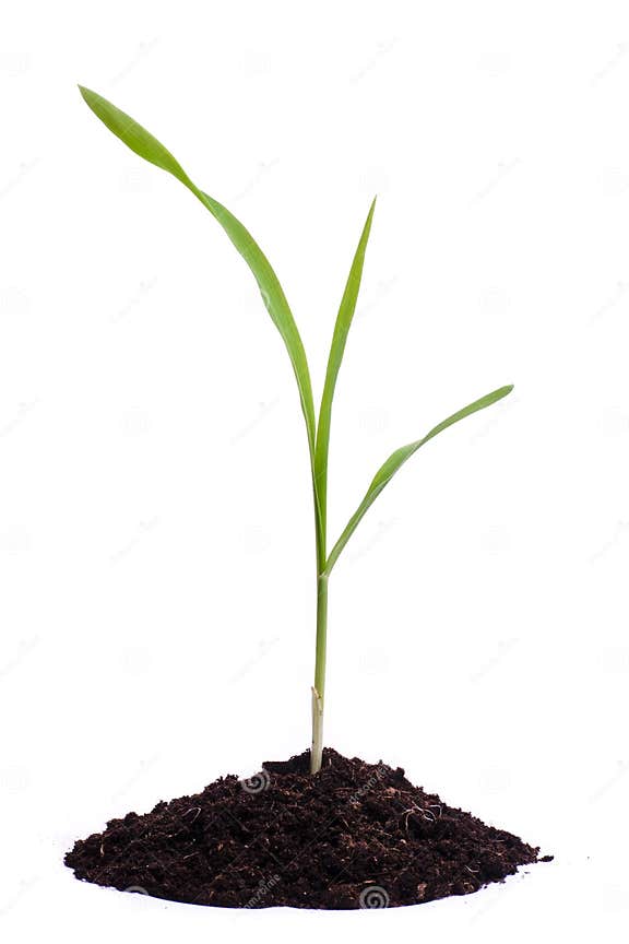 Single sprout of corn stock image. Image of green, stalk - 13525975