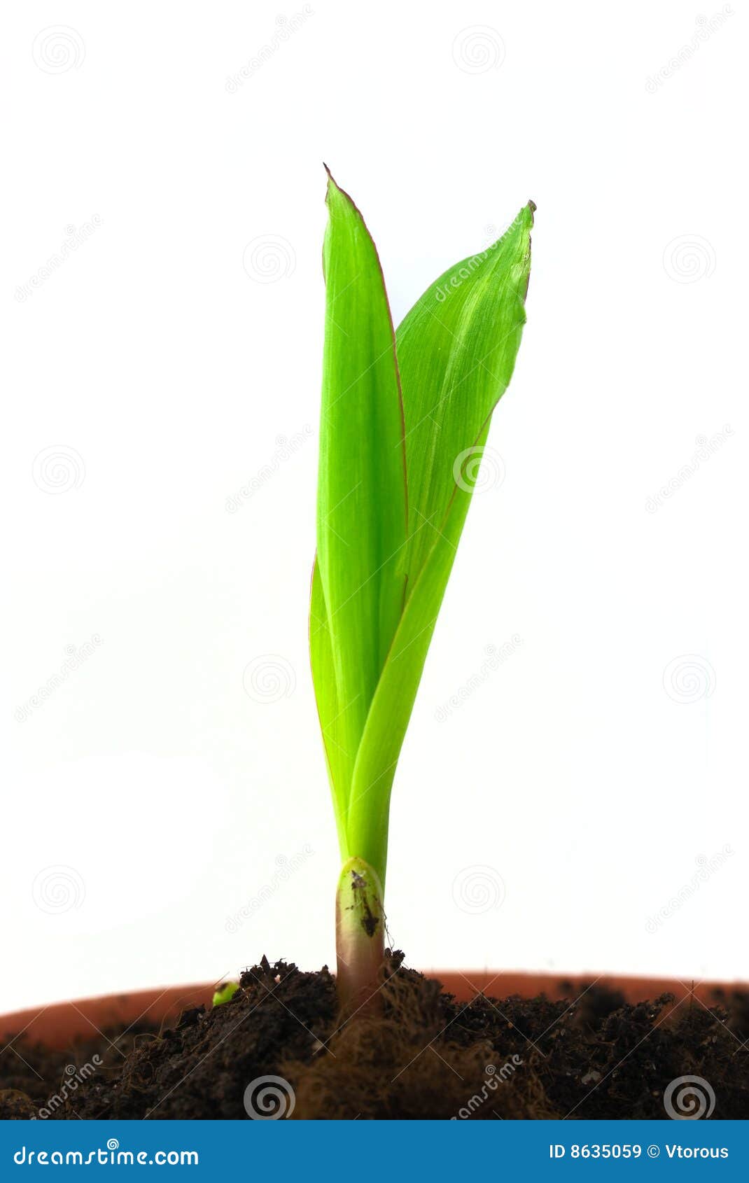 Single sprout of corn stock image. Image of flora, ground - 8635059