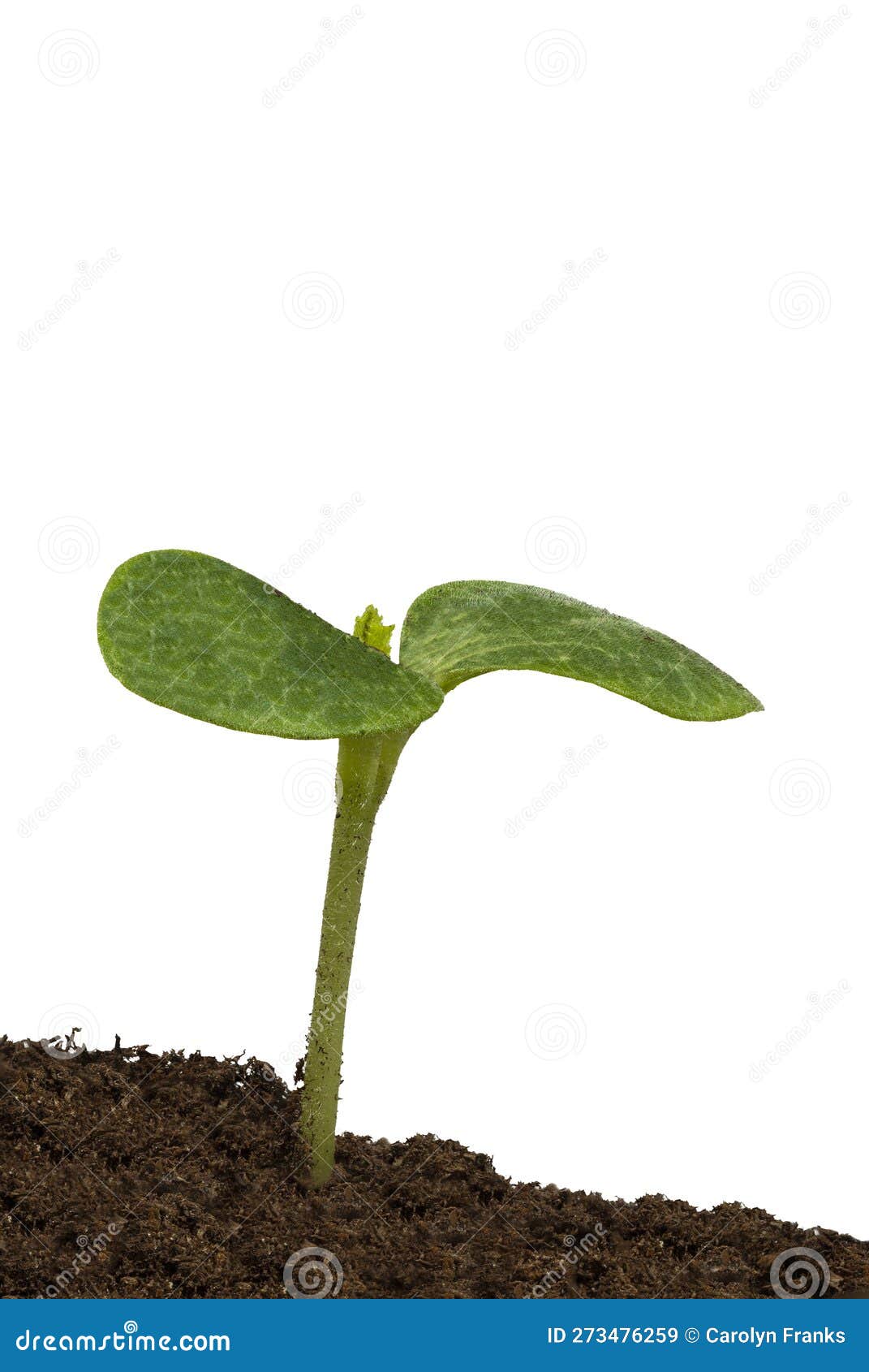 Single Sprout in Dirt Isolated on White with Copy Space Stock Image ...