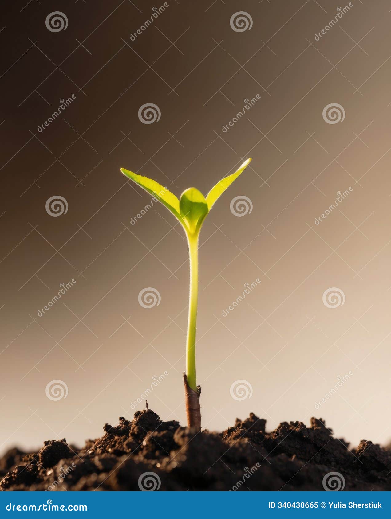 A Single Sprout Emerging from Dark Soil Under Sunlight. Stock Image ...