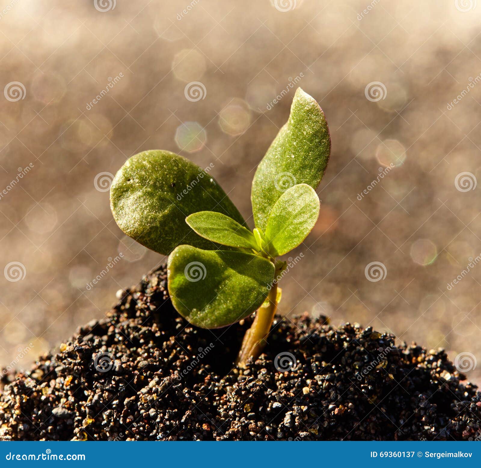 Single sprout stock image. Image of start, tenerife, life - 69360137