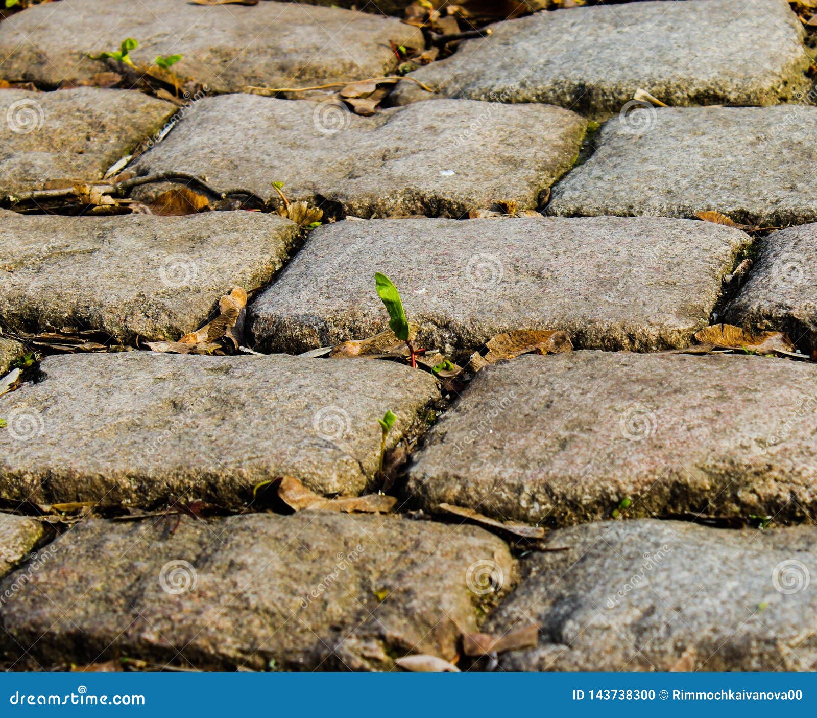 A Single Sprout Makes Its Way through the Stonework, Despite the ...