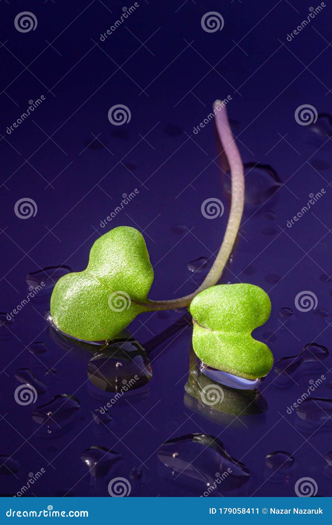 Single Sprout of Mustard Microgreen with Water Drops Macro Close Up ...