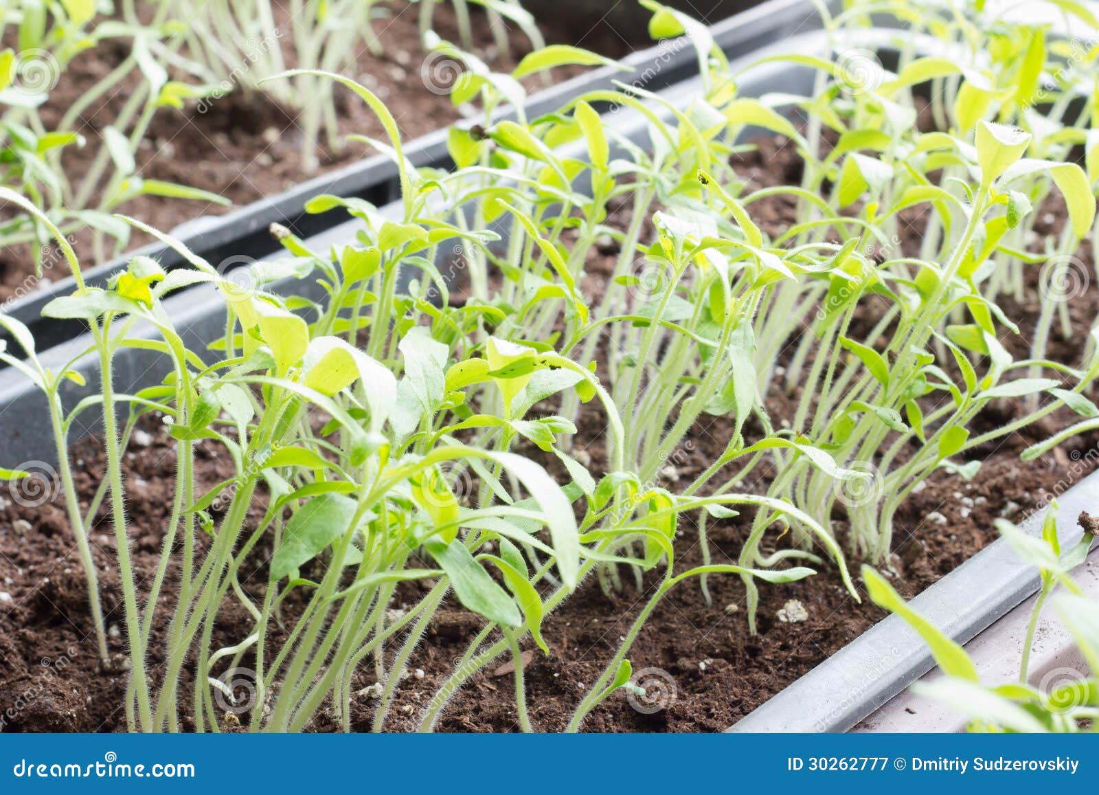 Sprouts stock image. Image of farming, green, macro, leaf - 30262777