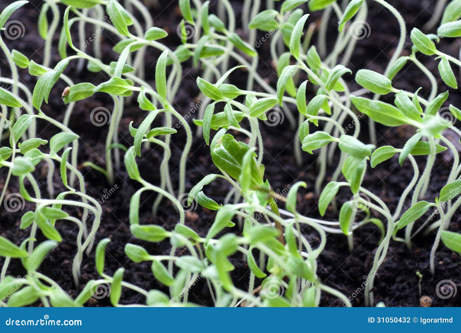 Single sprout stock photo. Image of gardening, leaves - 31050432