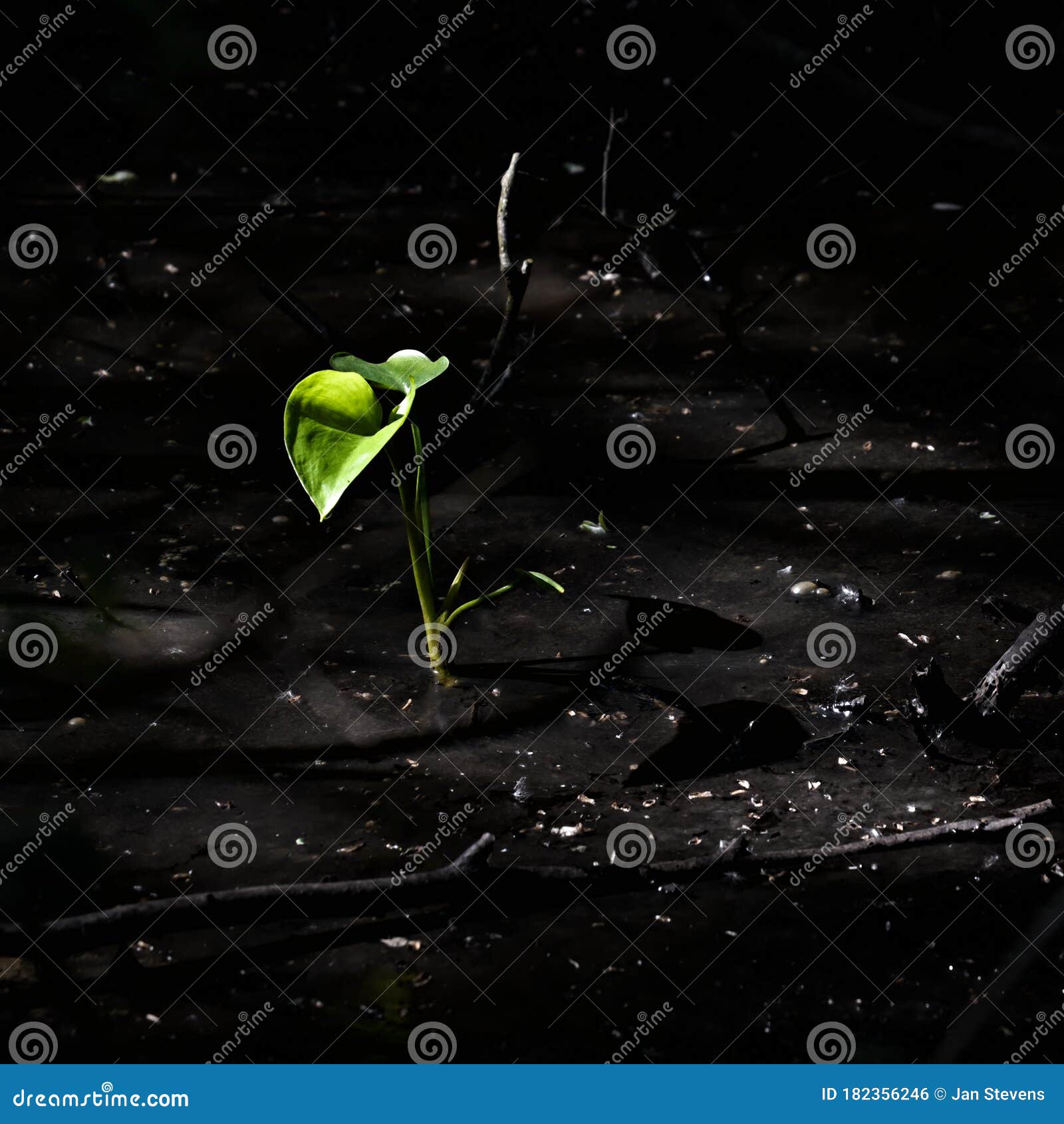 Single Sprout with Two Leaves Casting Its Shadow Stock Photo - Image of ...