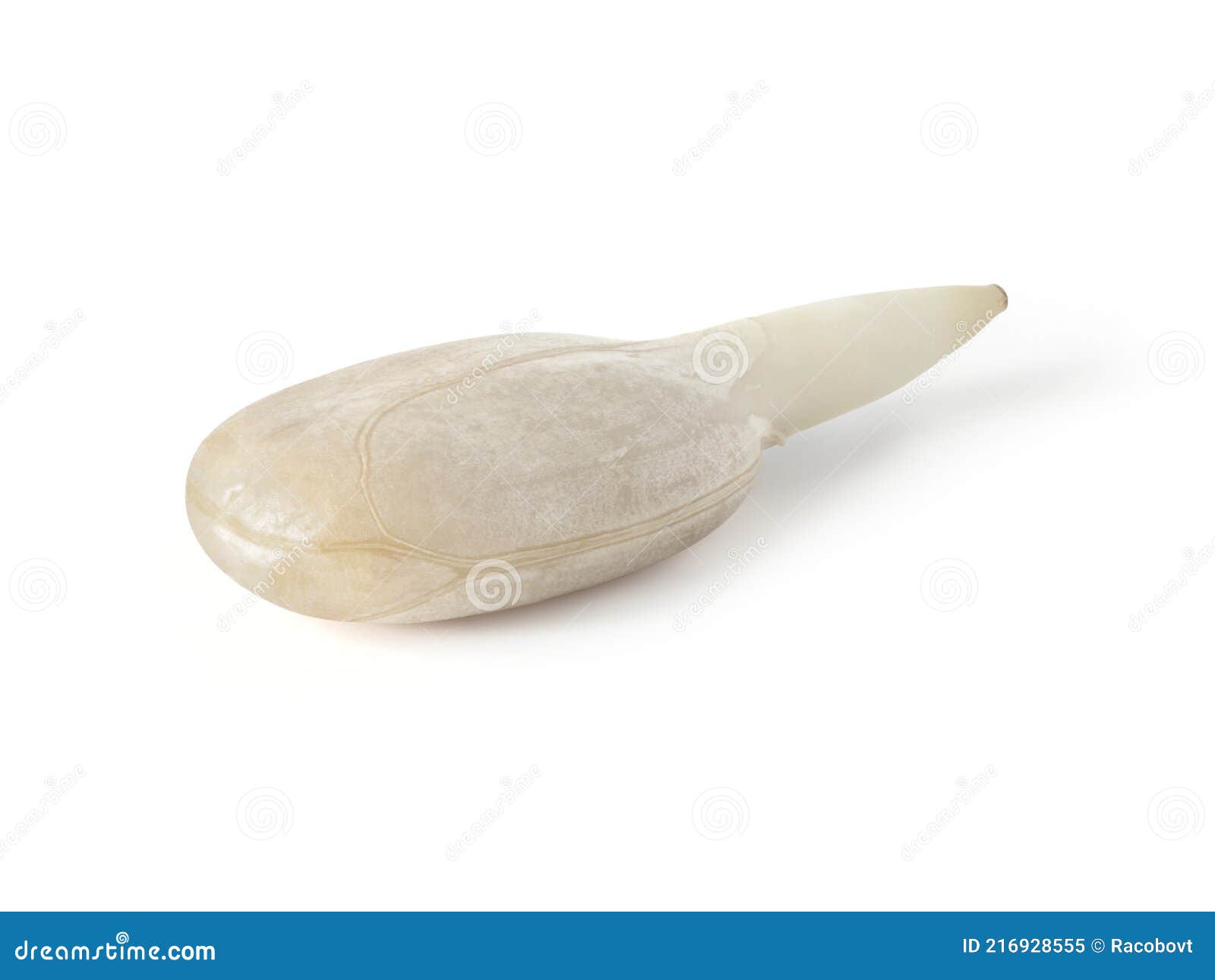 Single Sprouted Sunflower Seed on a White Background. Full Depth of ...