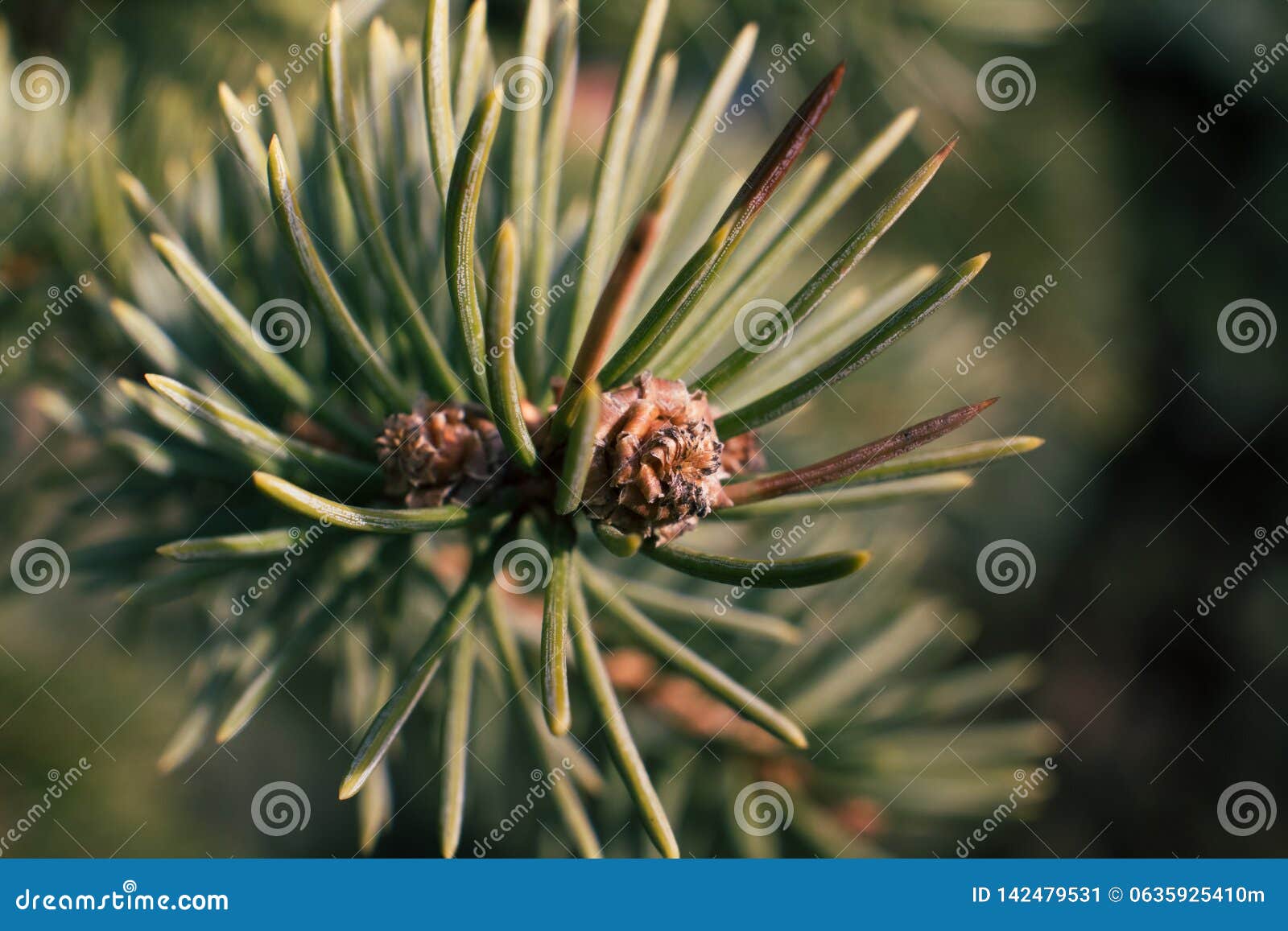 Single spruce branch stock image. Image of needles, decoration - 142479531