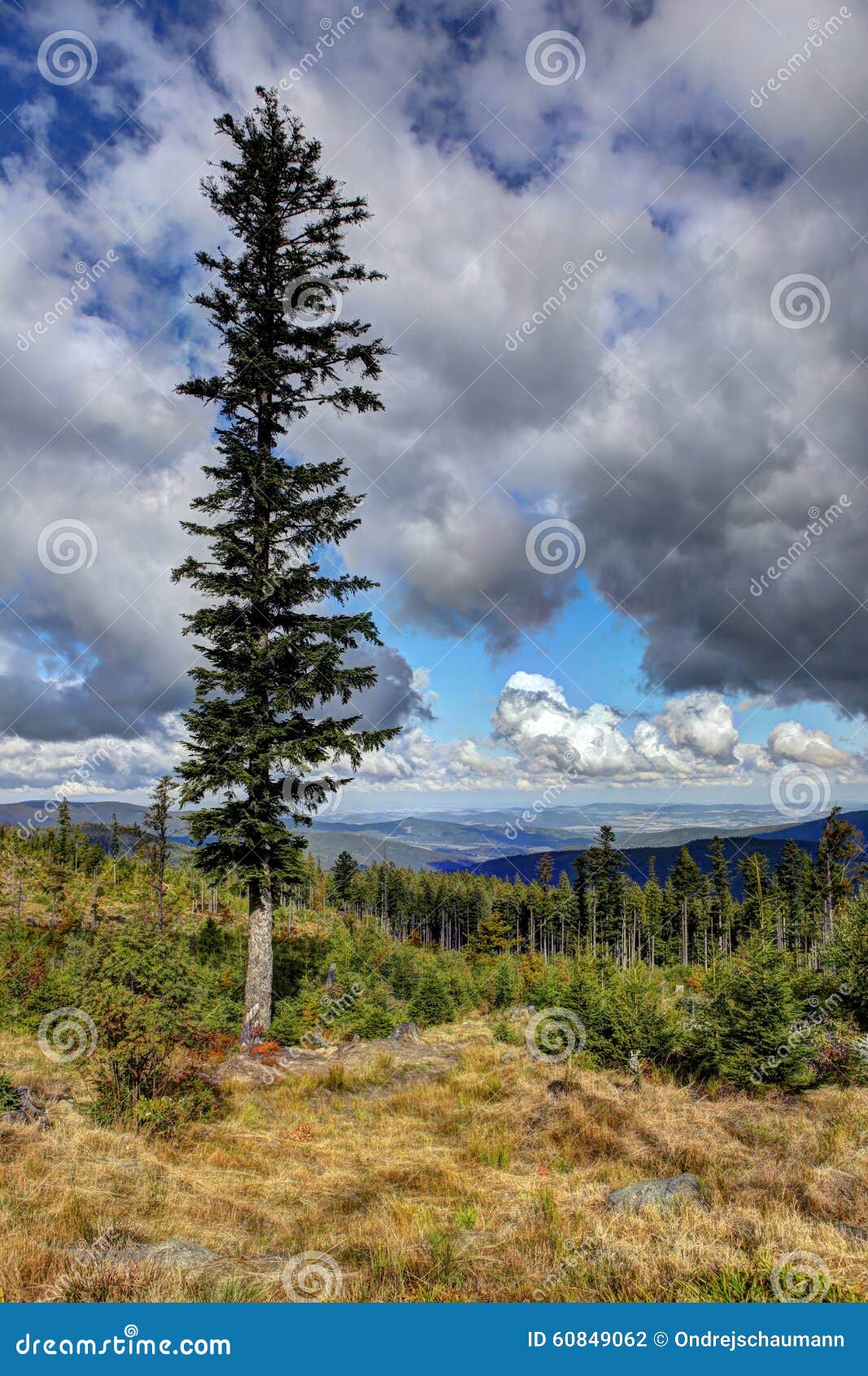 Single spruce stock photo. Image of grass, high, scenery - 60849062