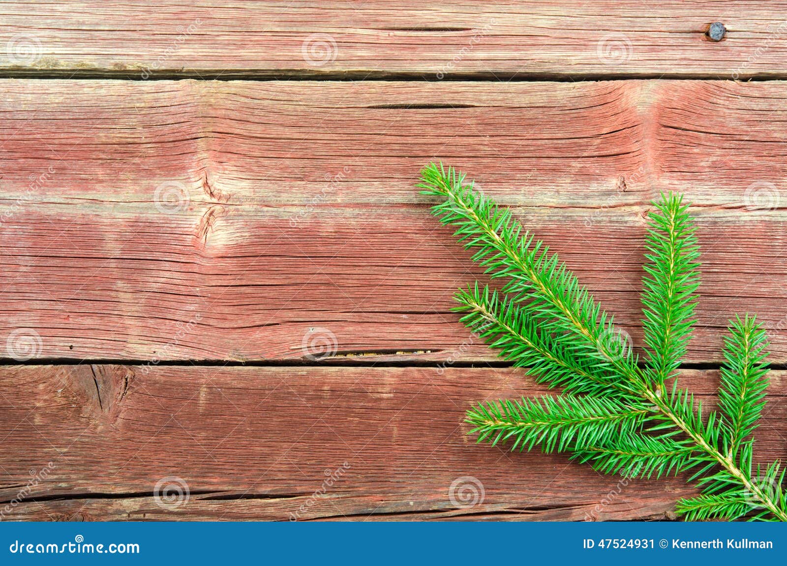 Single spruce twig stock image. Image of detail, green - 47524931