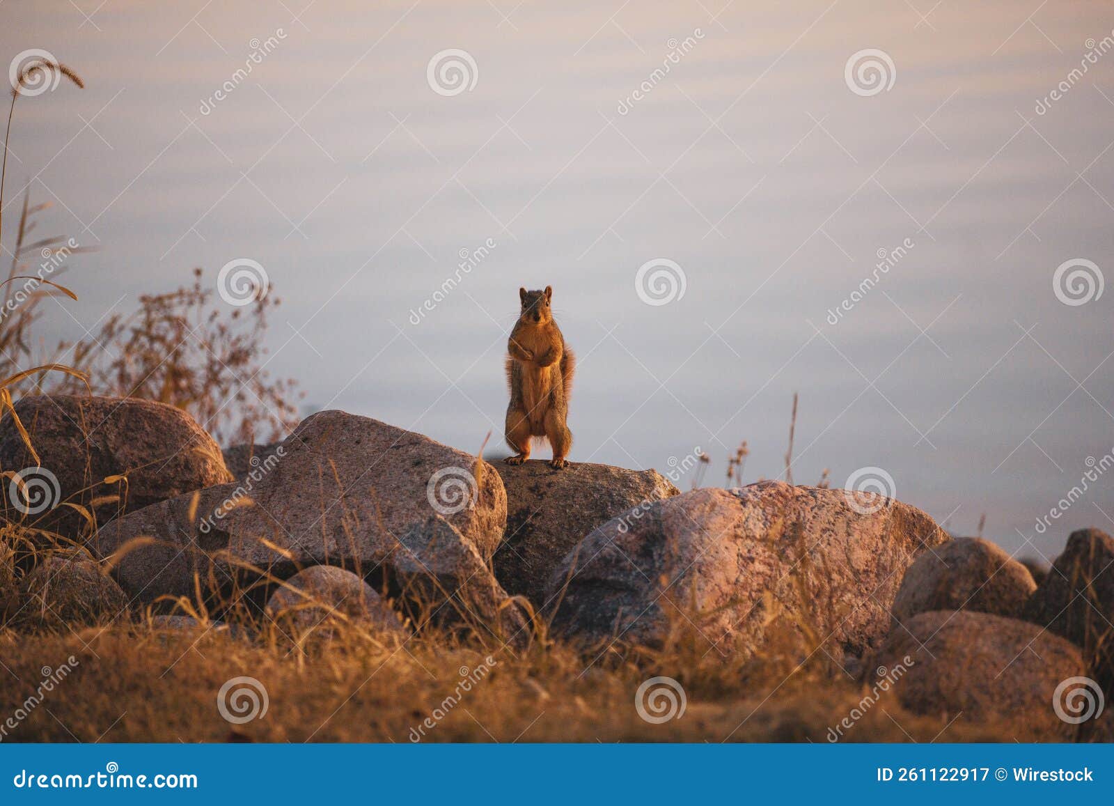 Single Red Squirrel - Latin Sciurus Vulgaris - On A Tree Branch During ...