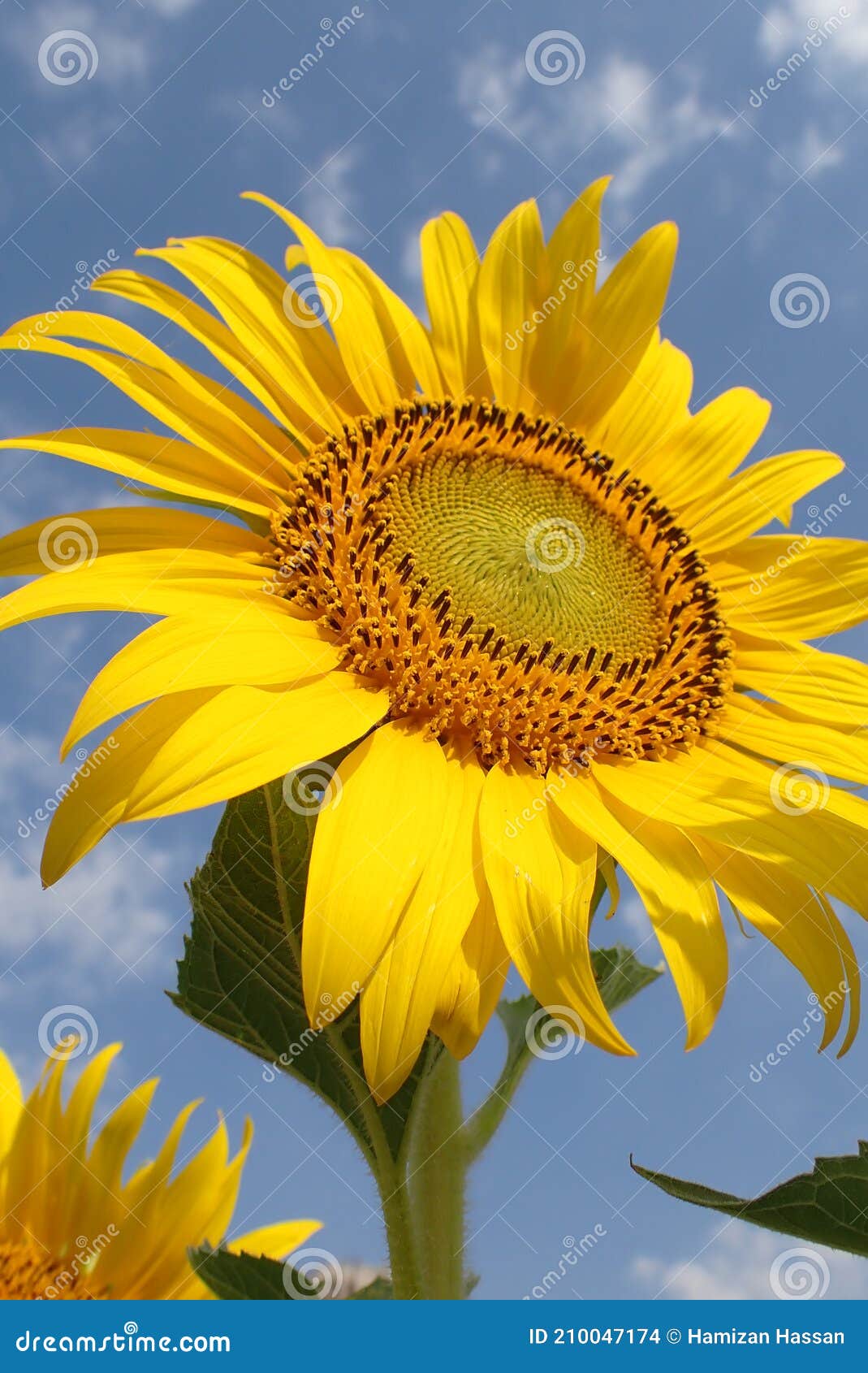 Single Stalk of a Blooming Sunflower Stock Photo - Image of ecology ...