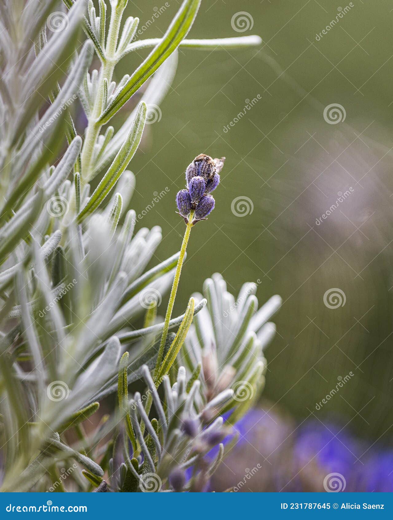 A Single Stalk of Lavender Growing in a Bush Stock Image - Image of ...