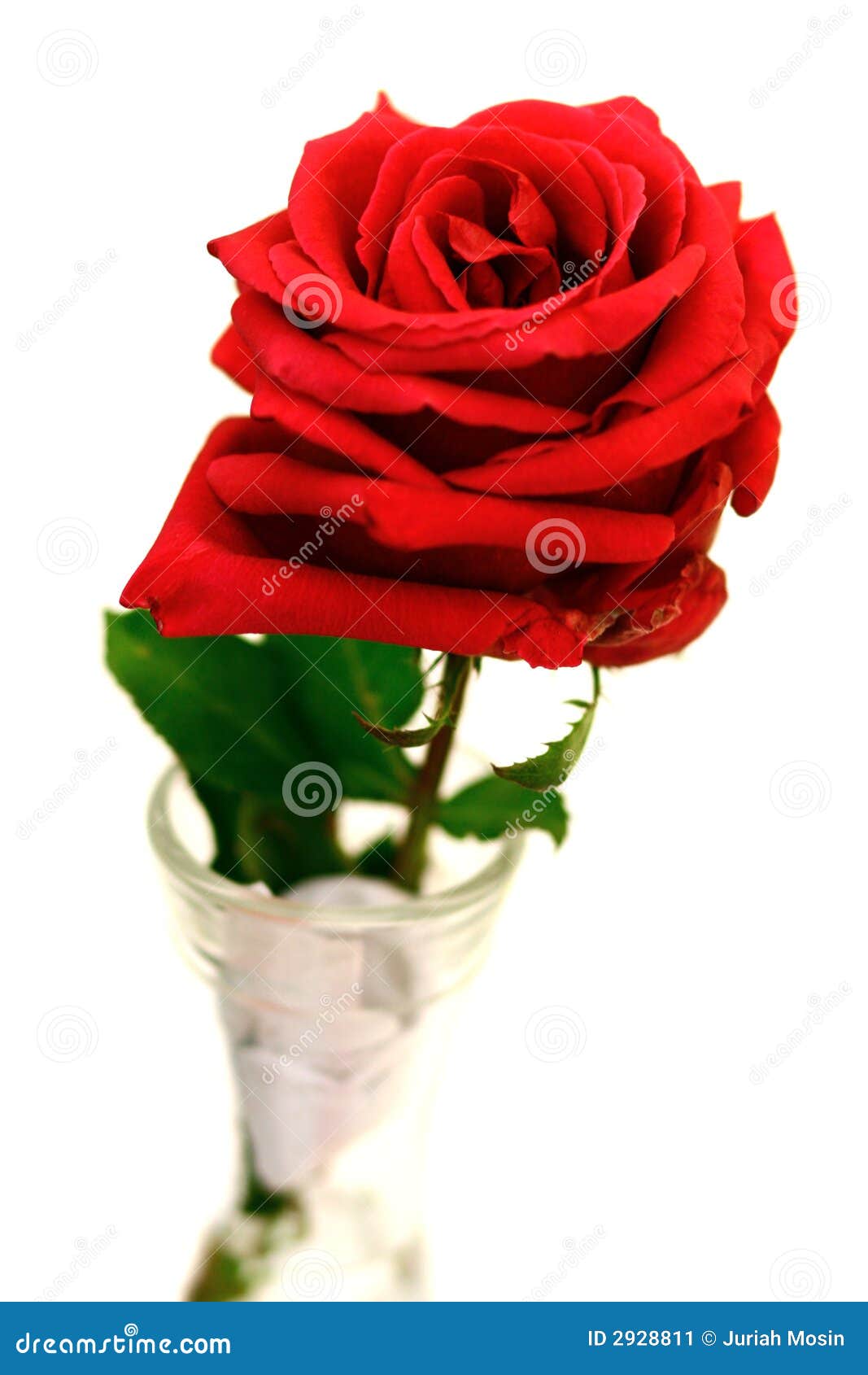 633 Single Stalk Red Rose Photos - Free & Royalty-Free Stock Photos ...