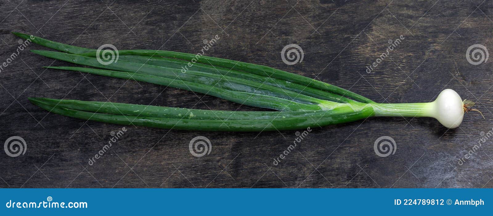 Single Stalk of Washed Green Onion on a Dark Surface Stock Photo ...