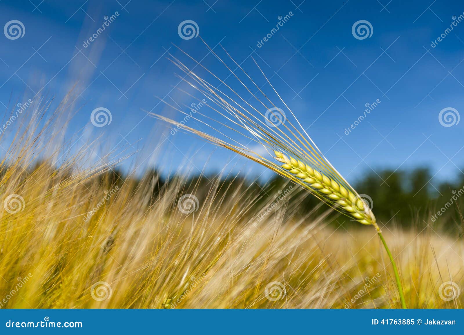 Single stalk of wheat stock image. Image of stem, summer - 41763885
