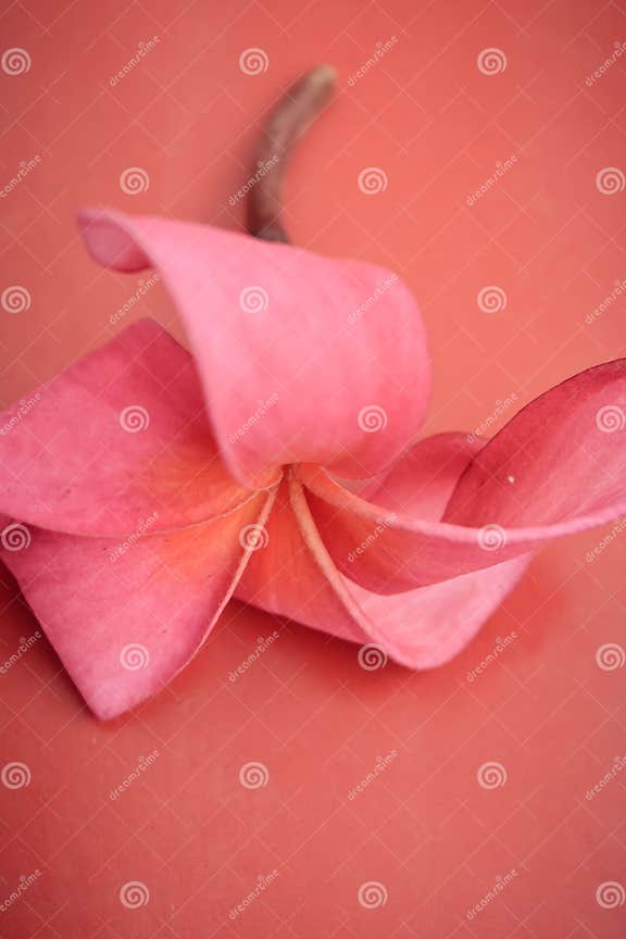 Pink Flower with Pink Background Image Stock Image - Image of creative ...