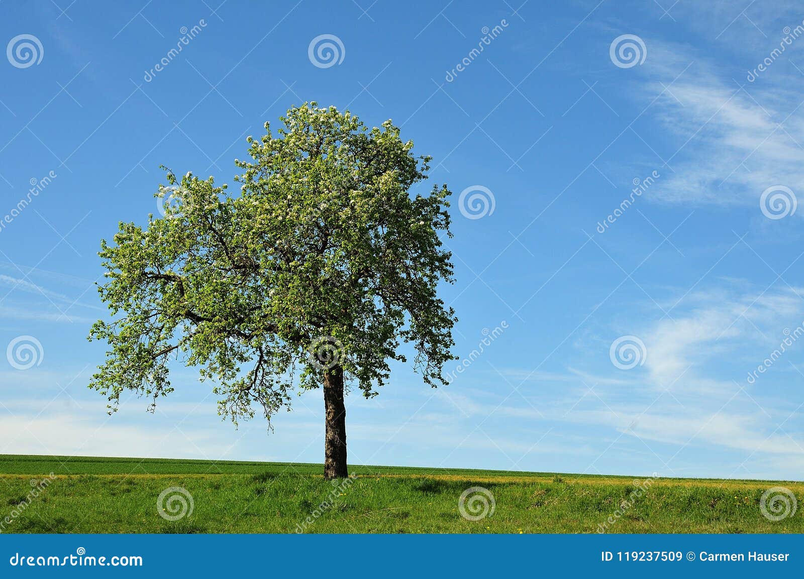 Single Apple Tree in Spring Stock Image - Image of springtime, single ...