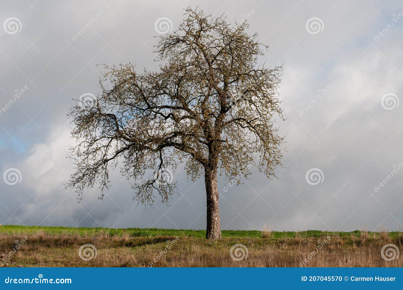 A Leafless Apple Tree with an Asymmetric Canopy Stock Photo - Image of ...