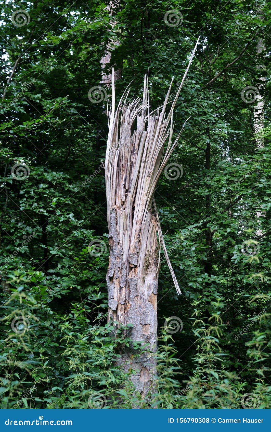 Shattered Tree Trunk Standing in Forest Surrounded with Nettles Stock ...