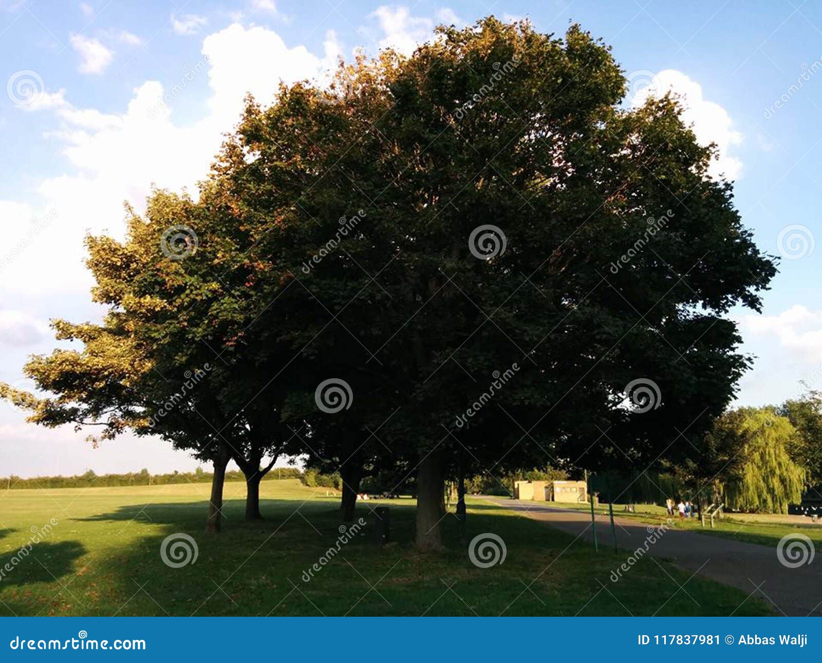 A single standing tree stock image. Image of summers - 117837981