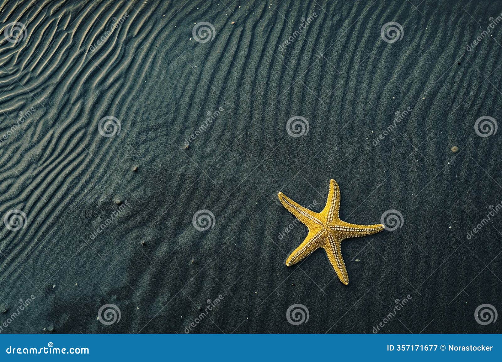 A Single Starfish Placed on a Smooth Wet Sand Surface with Faint Wave ...