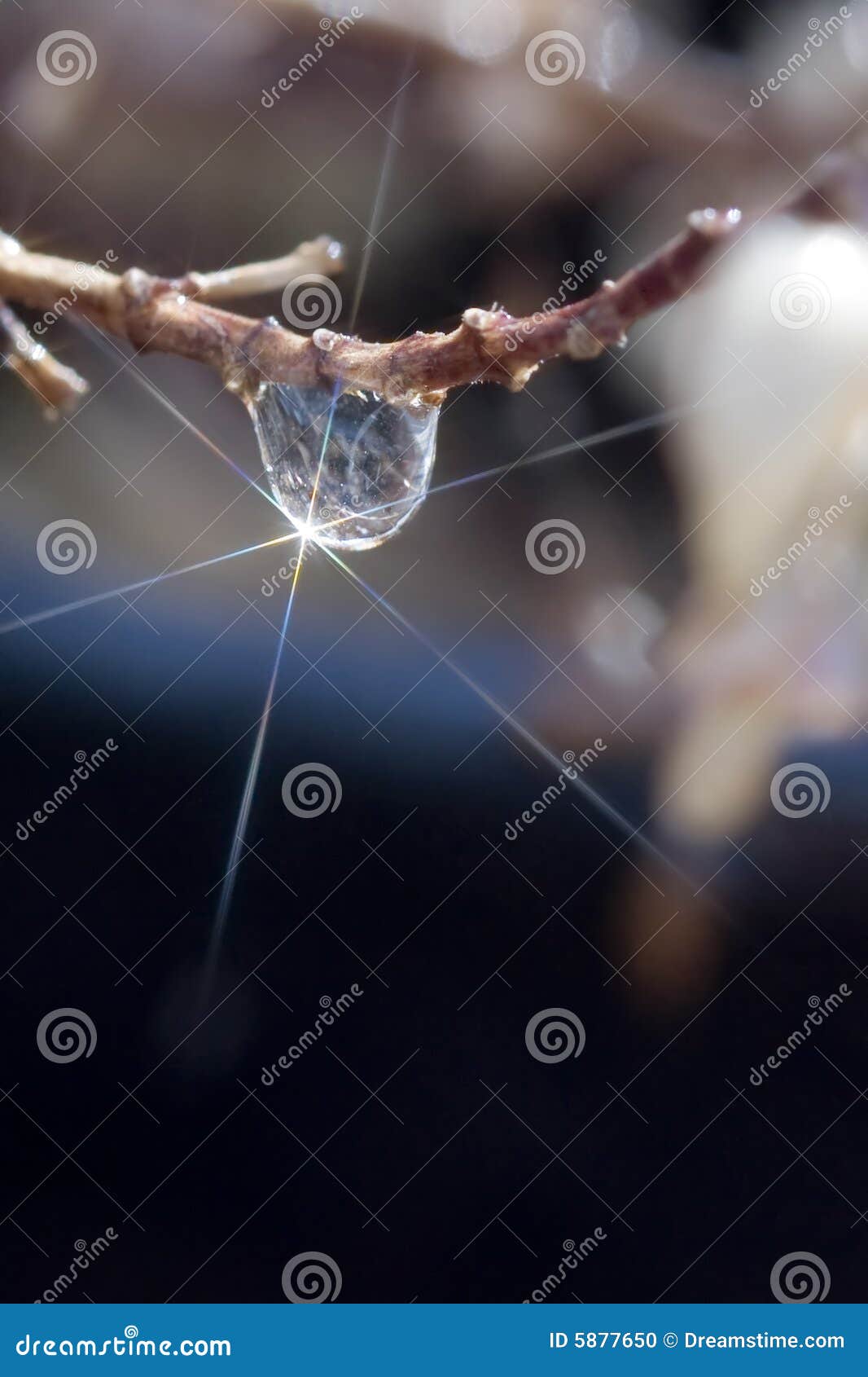 Single Starlit Drop on Branch Stock Photo - Image of hanging, drop: 5877650