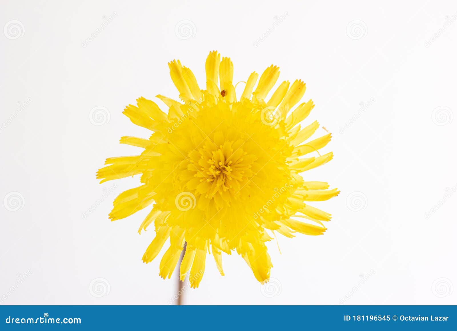 Single Stem of a Bloomed Yellow Dandelion Close Up Shot Isolated on ...