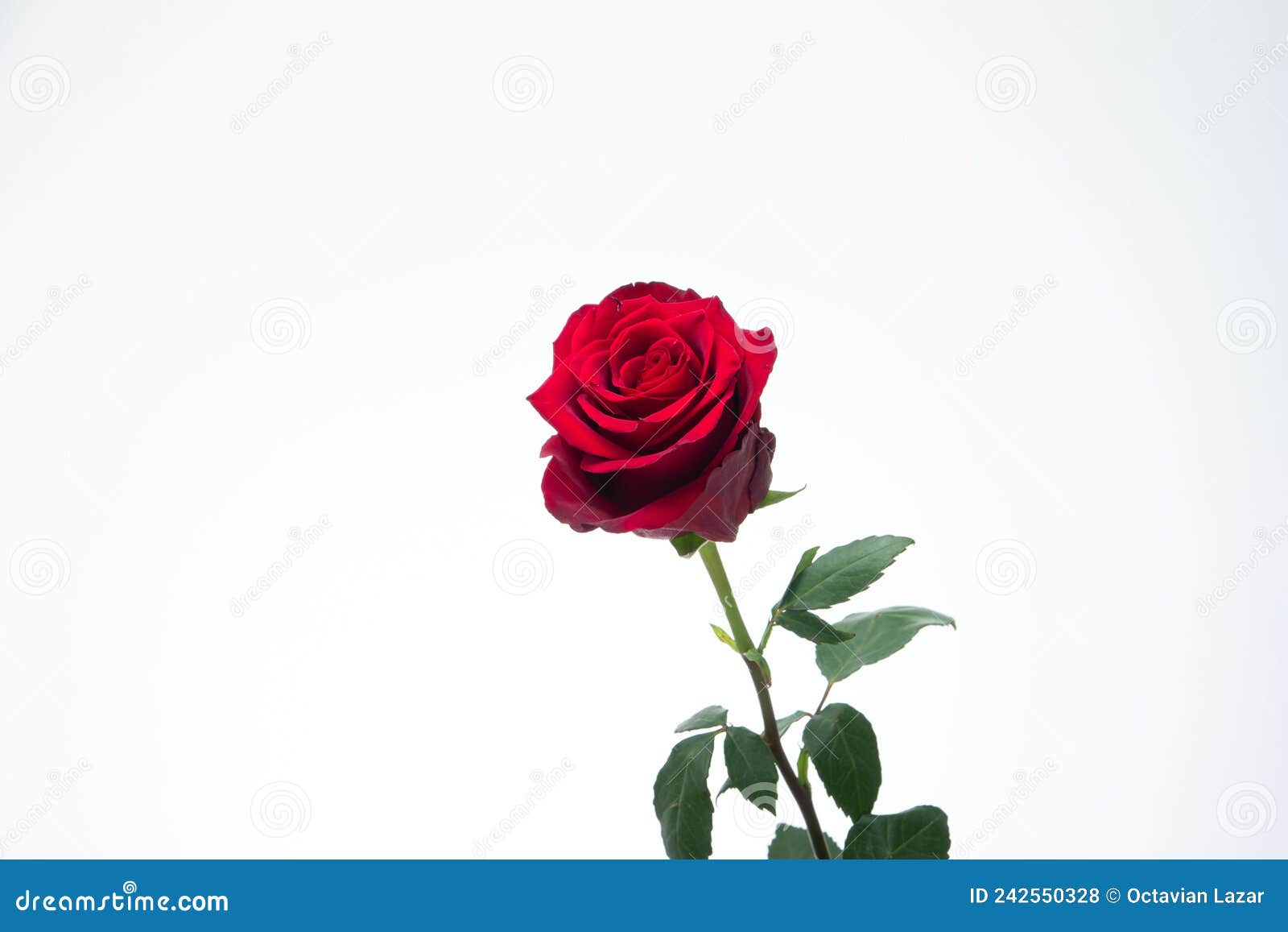 Single Stem of Blooming Fresh Red Rose. Close Up Studio Shot, Isolated ...