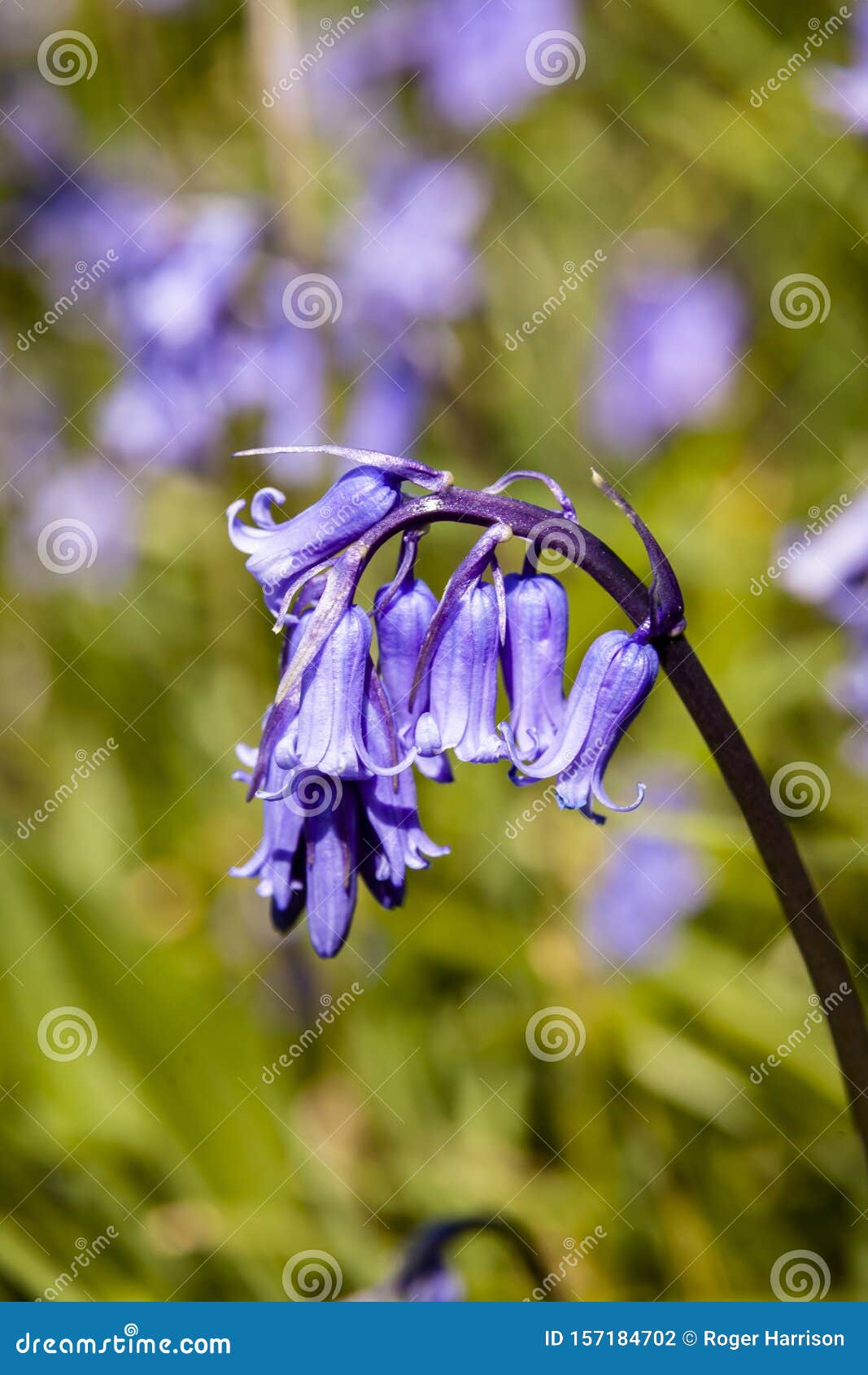 Single Stem of Bluebell in Flower Stock Photo - Image of hyacinthoides ...