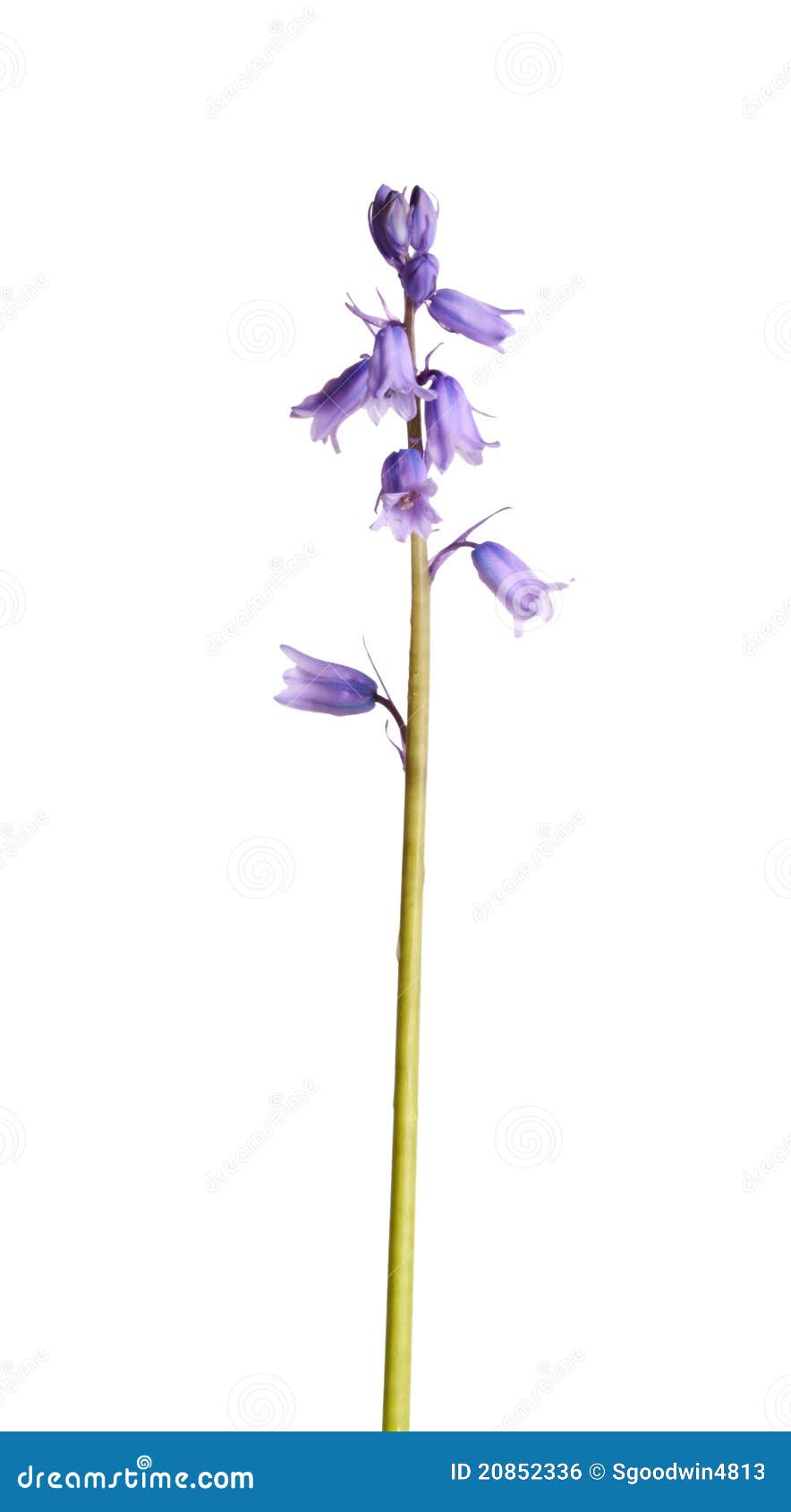 Single Stem of English Bluebells Stock Photo - Image of light, herb ...