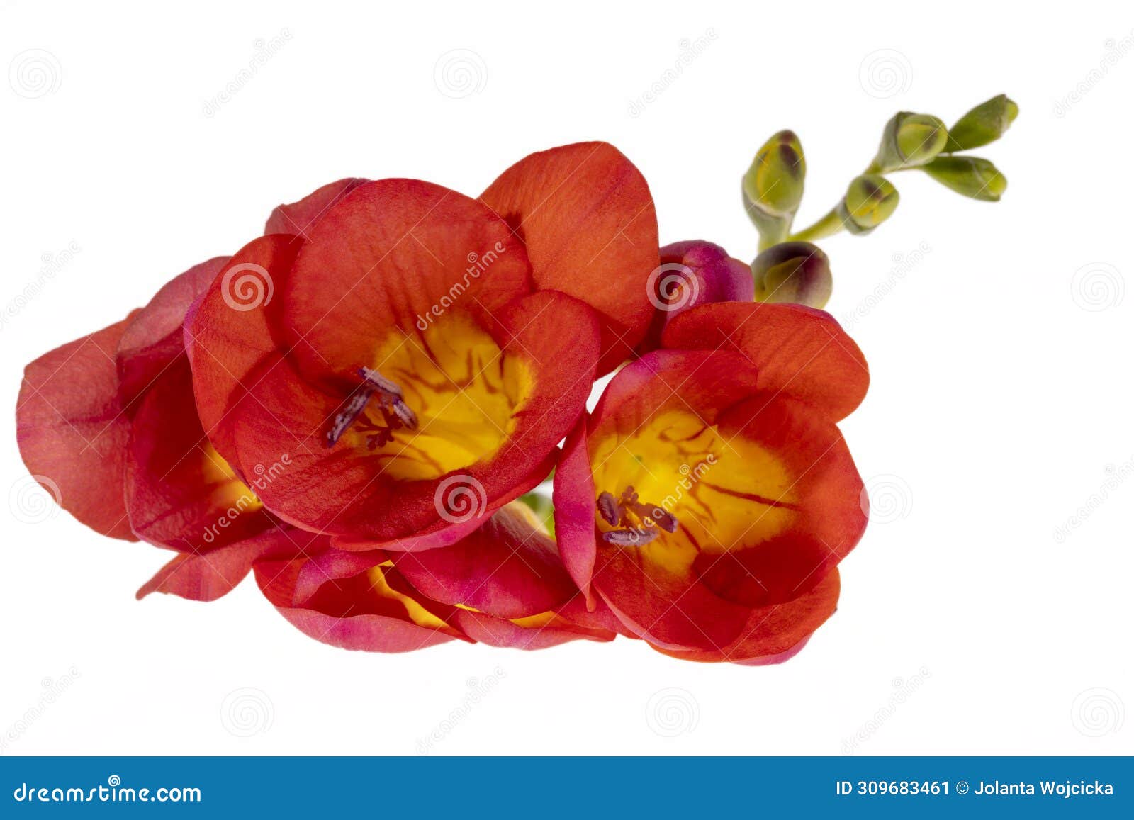Single Stem of a Red Flower Freesia Isolated on White Background, Close ...