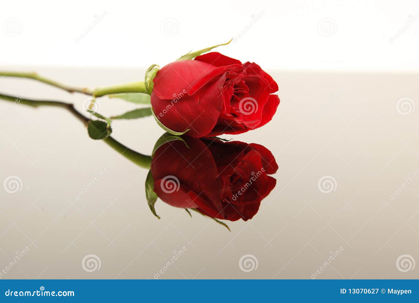 A single stemmed red rose stock image. Image of nature - 13070627