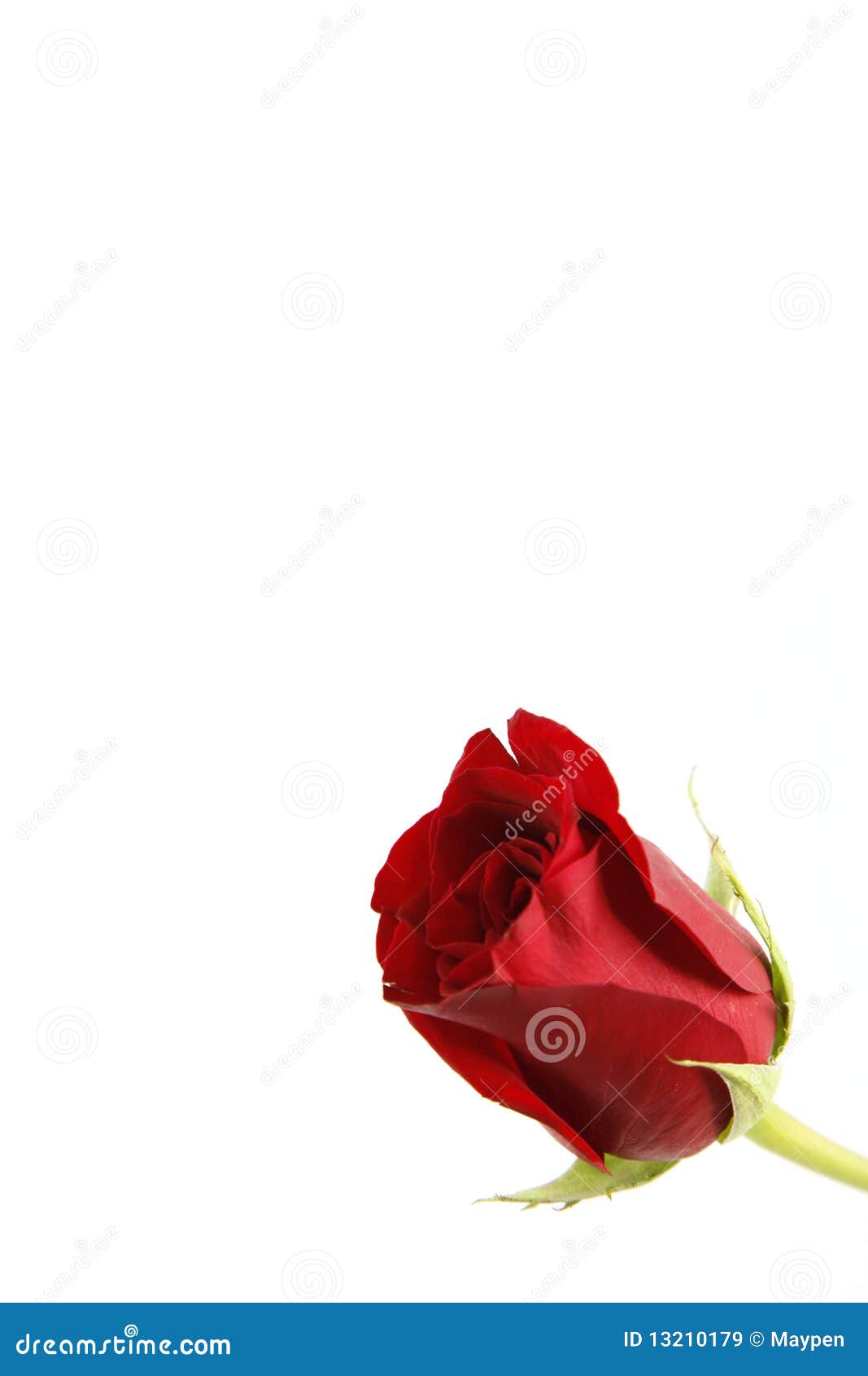 A Single Stemmed Red Rose With A White Background Stock Image - Image ...