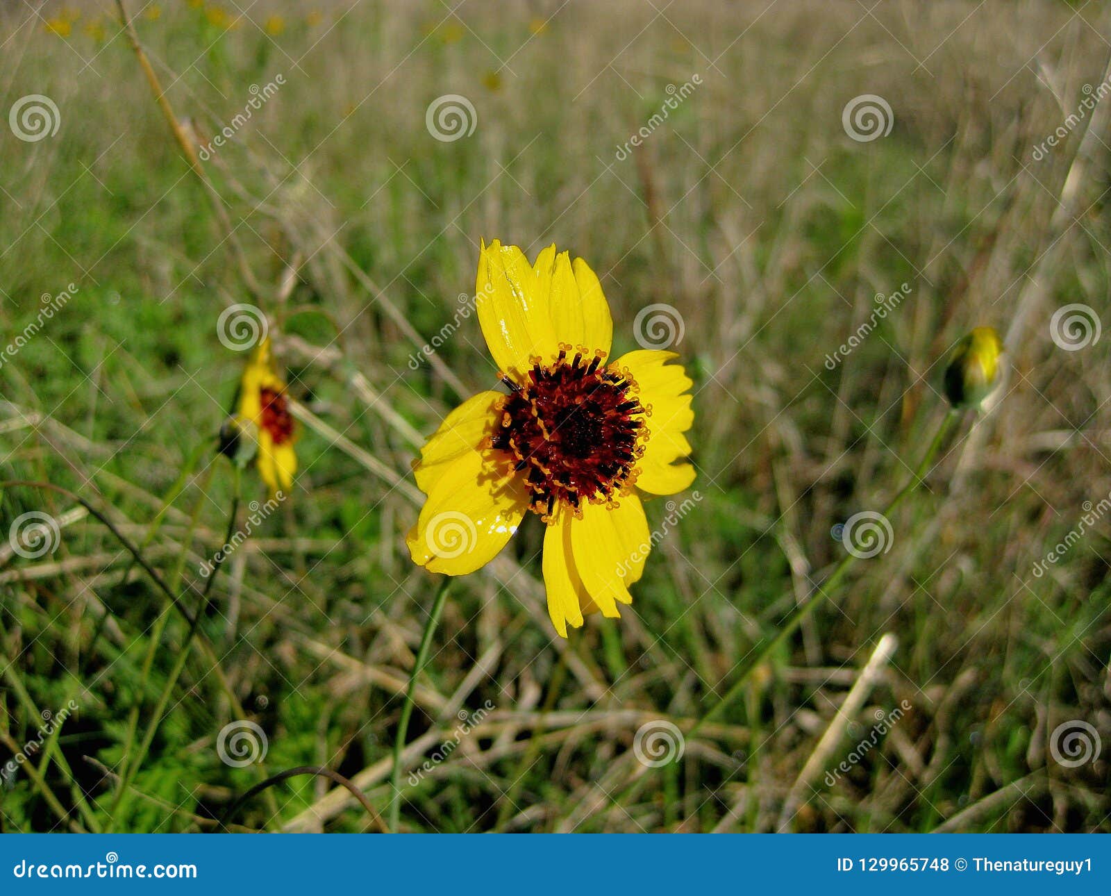 Single Stiff Greenthread Thelesperma Filifolium Wildflower Stock Photo ...