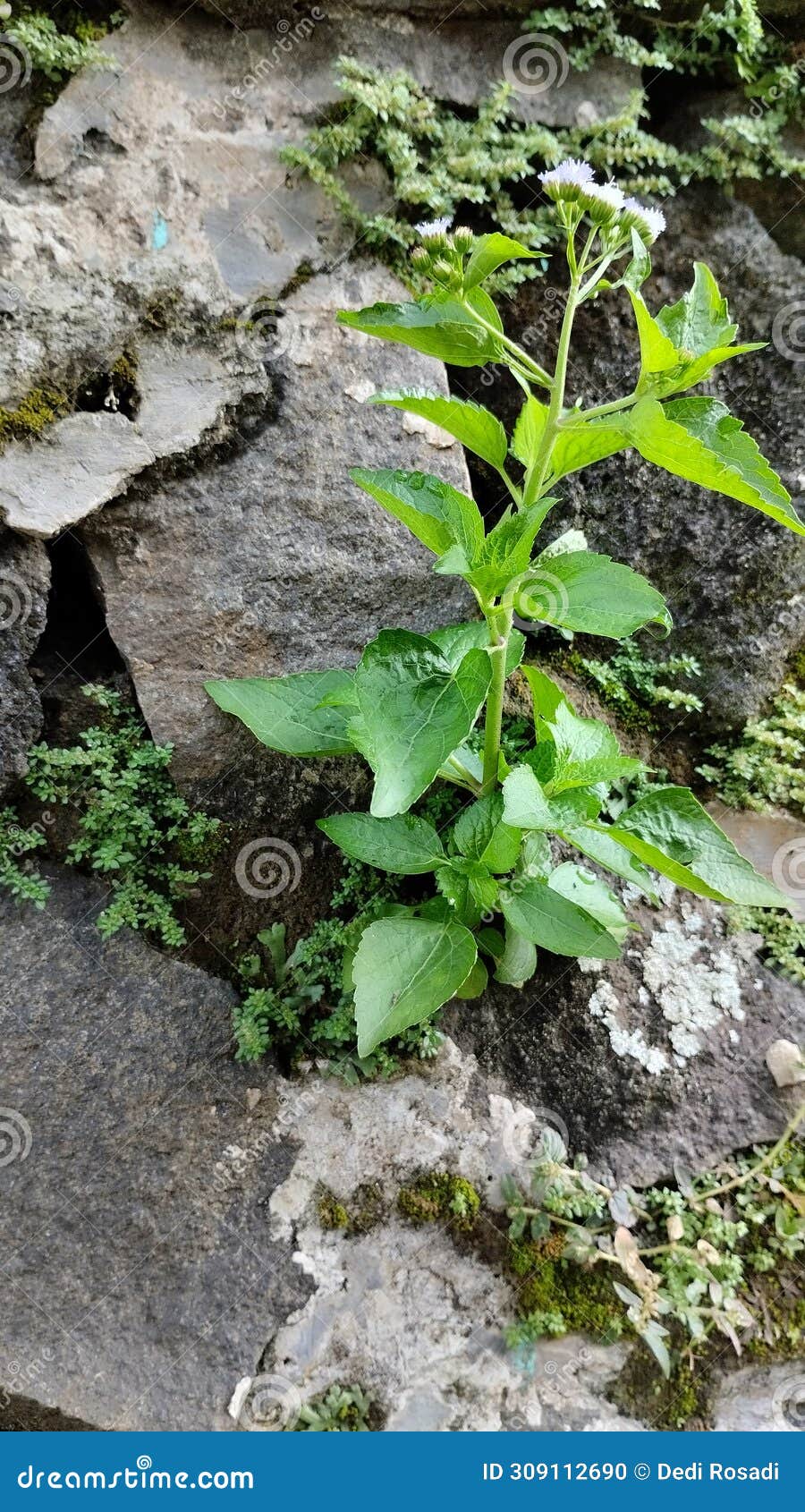 Single stinky grass flower stock photo. Image of vegetable - 309112690