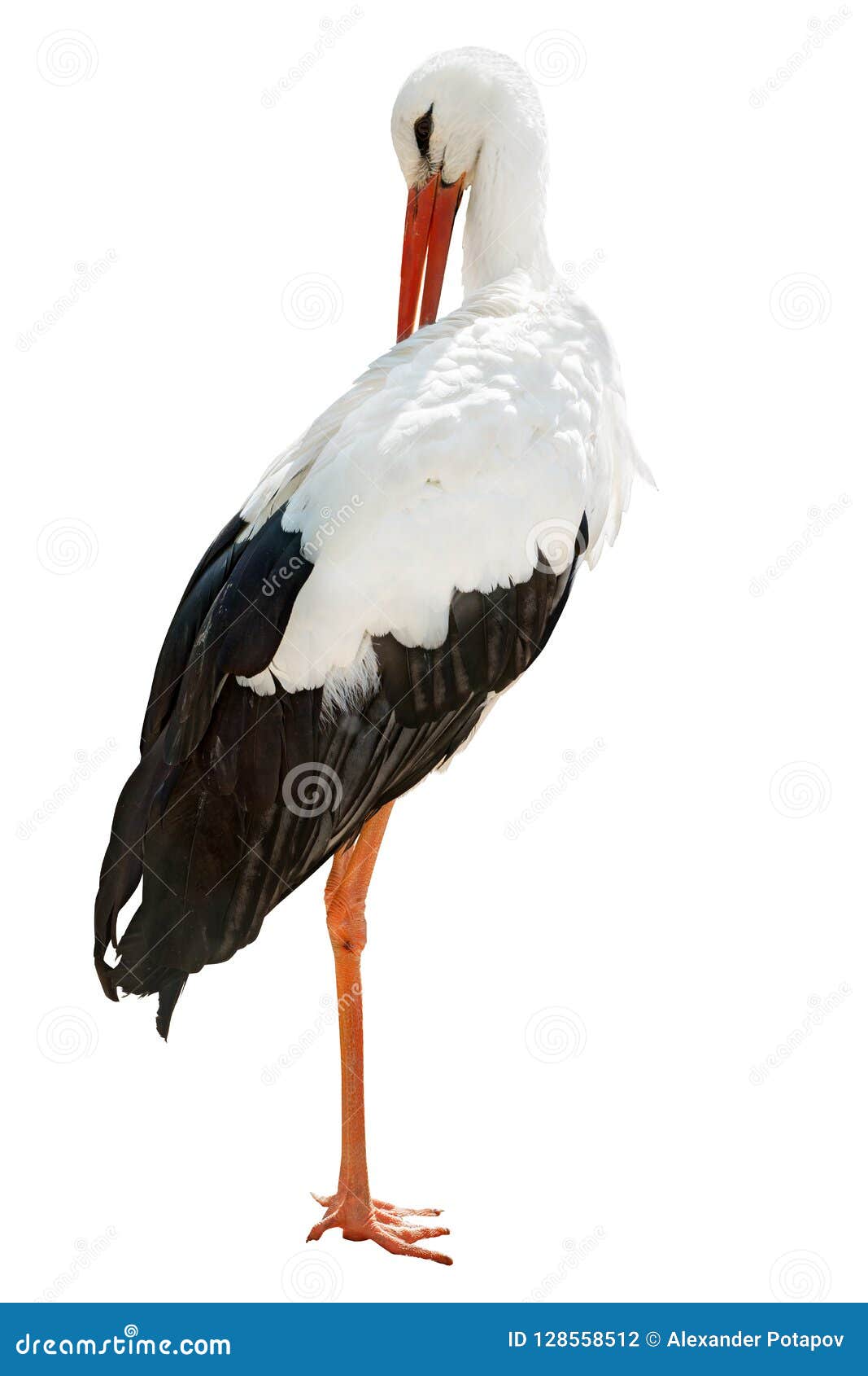 Isolated on White One Stork Stock Photo - Image of neck, white: 128558512