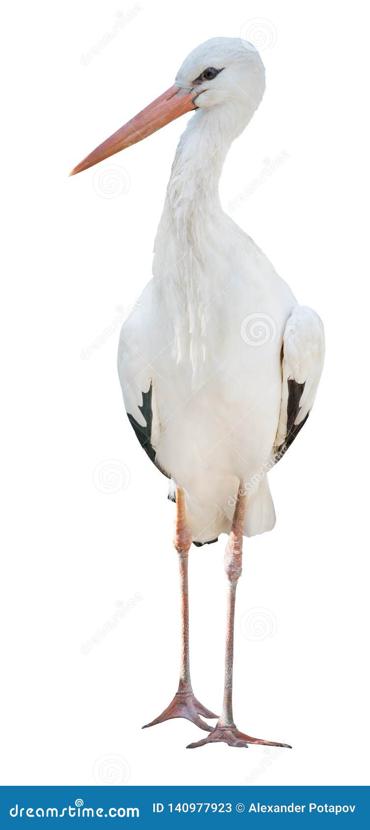 Isolated on White Standing Stork Stock Image - Image of beak, white ...