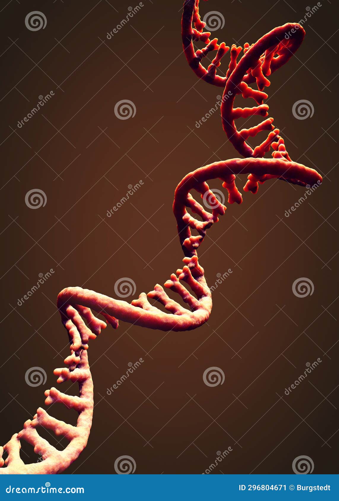 Ribonucleic Acid Molecule Spiral With RNA Nucleobases Molecular ...